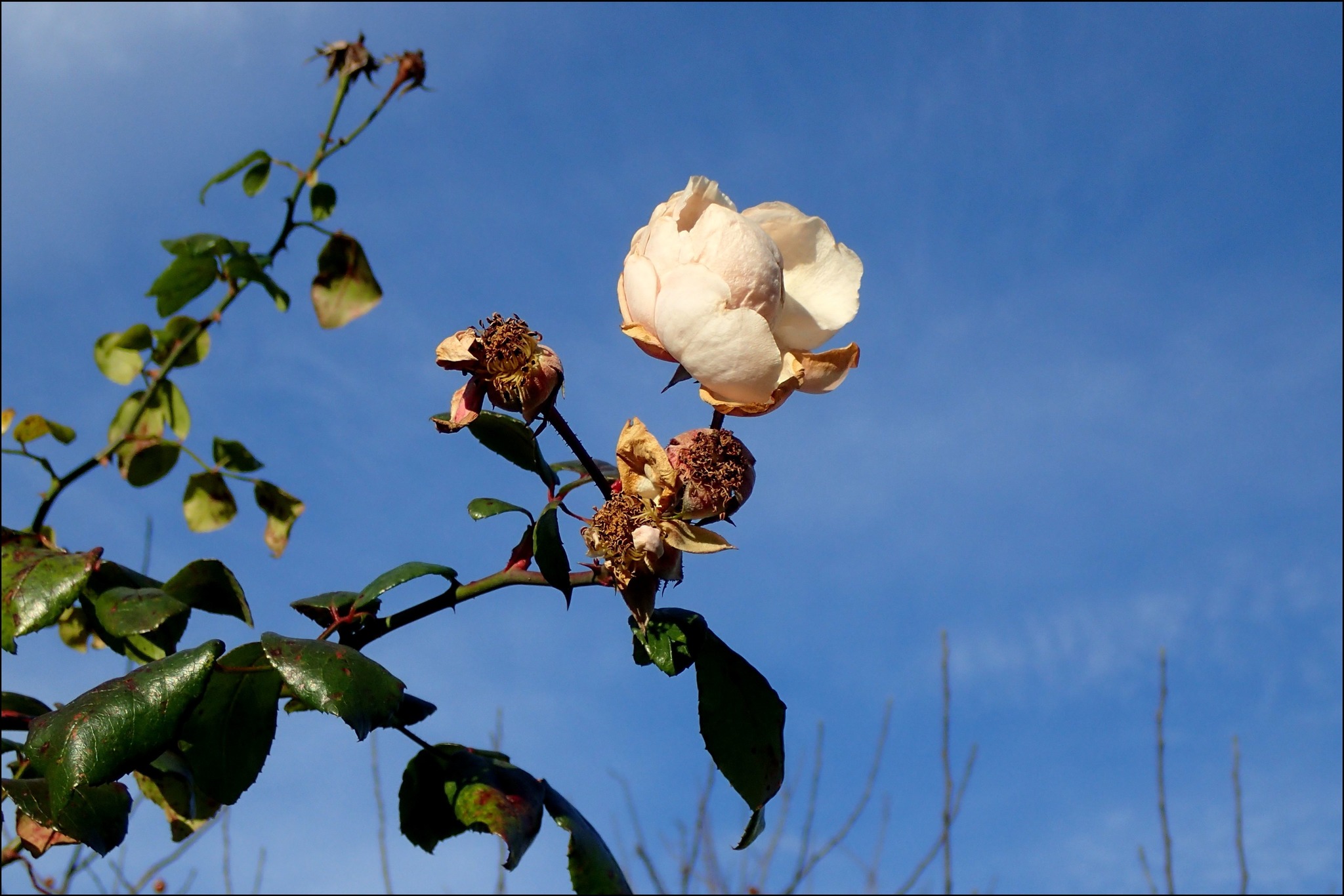 Auf der Haide (!!) blühn die letzten Rosen,.... - Simmering