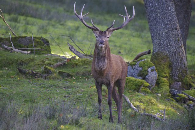 Wilderei: "Die Dunkelziffer liegt viel höher" - Oberösterreich