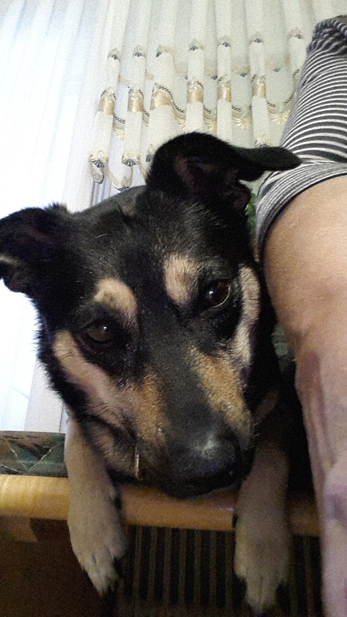 Neben meinem Frauli fühle ich mich so richtig wohl...... - Lavanttal