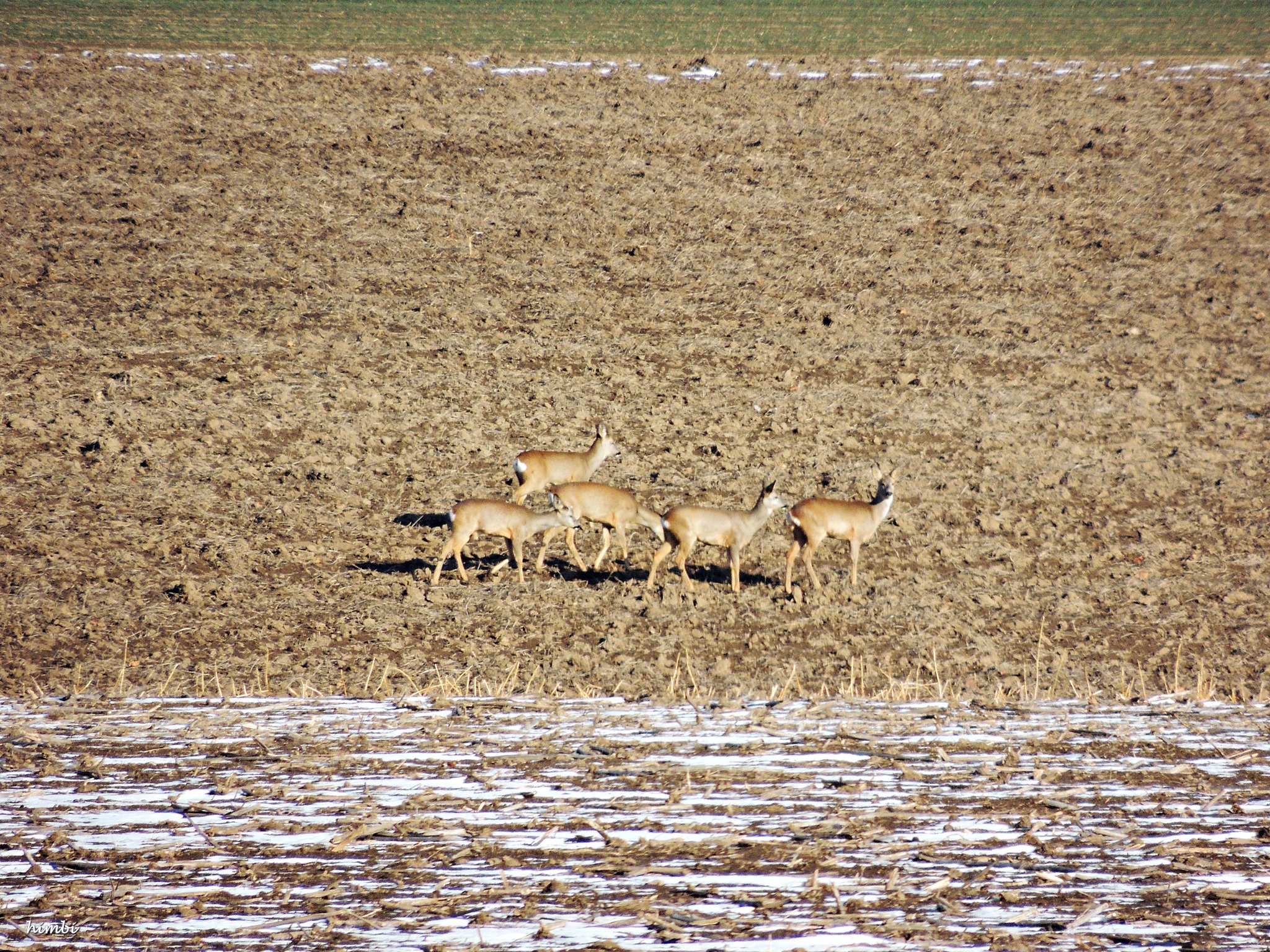 Die Rehe genießen die Sonne - Schwechat