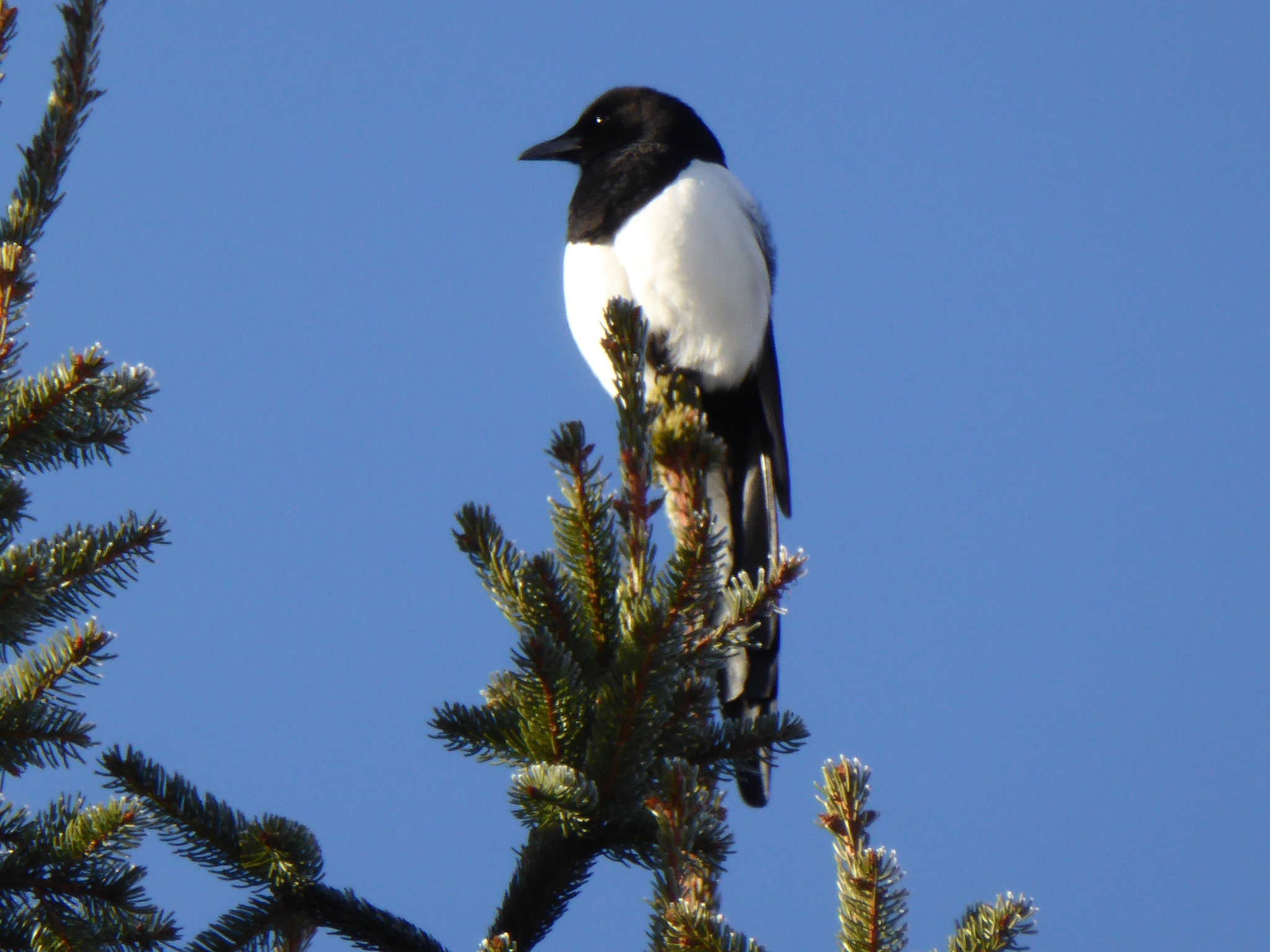 Die Elster hat den Überblick... - Spittal