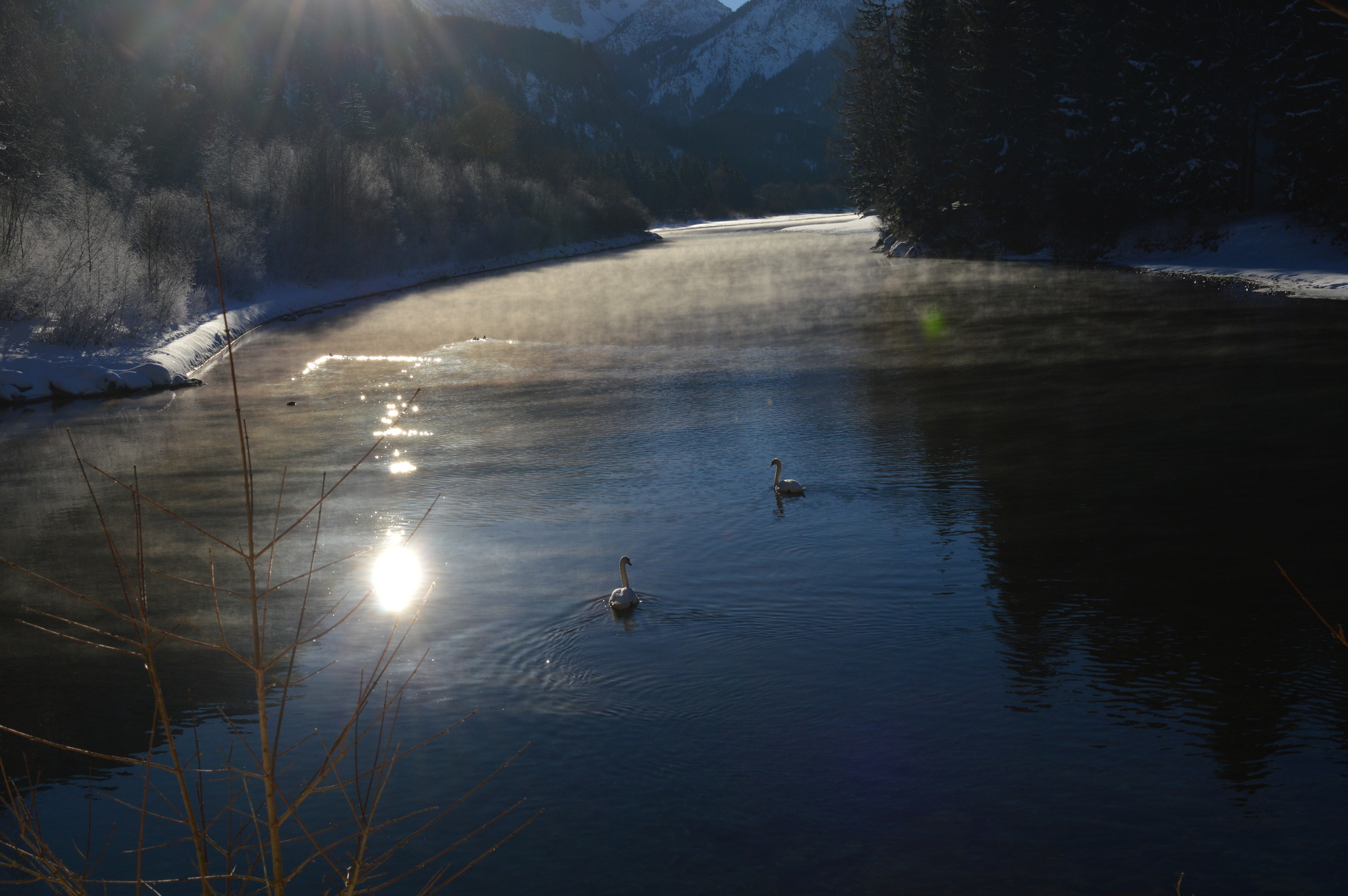 Schwäne am Lech im Weißhaustal - Reutte