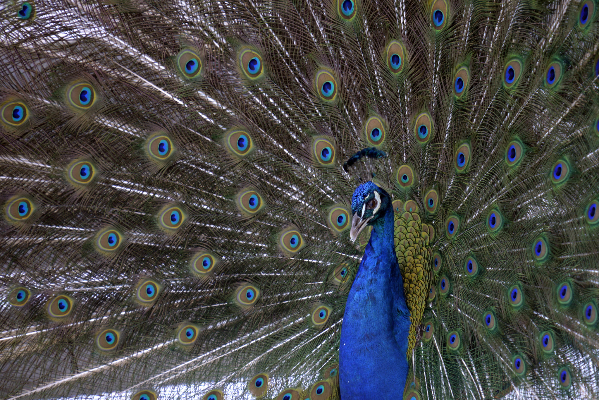 Pfau ist Tier des Monats - Braunau