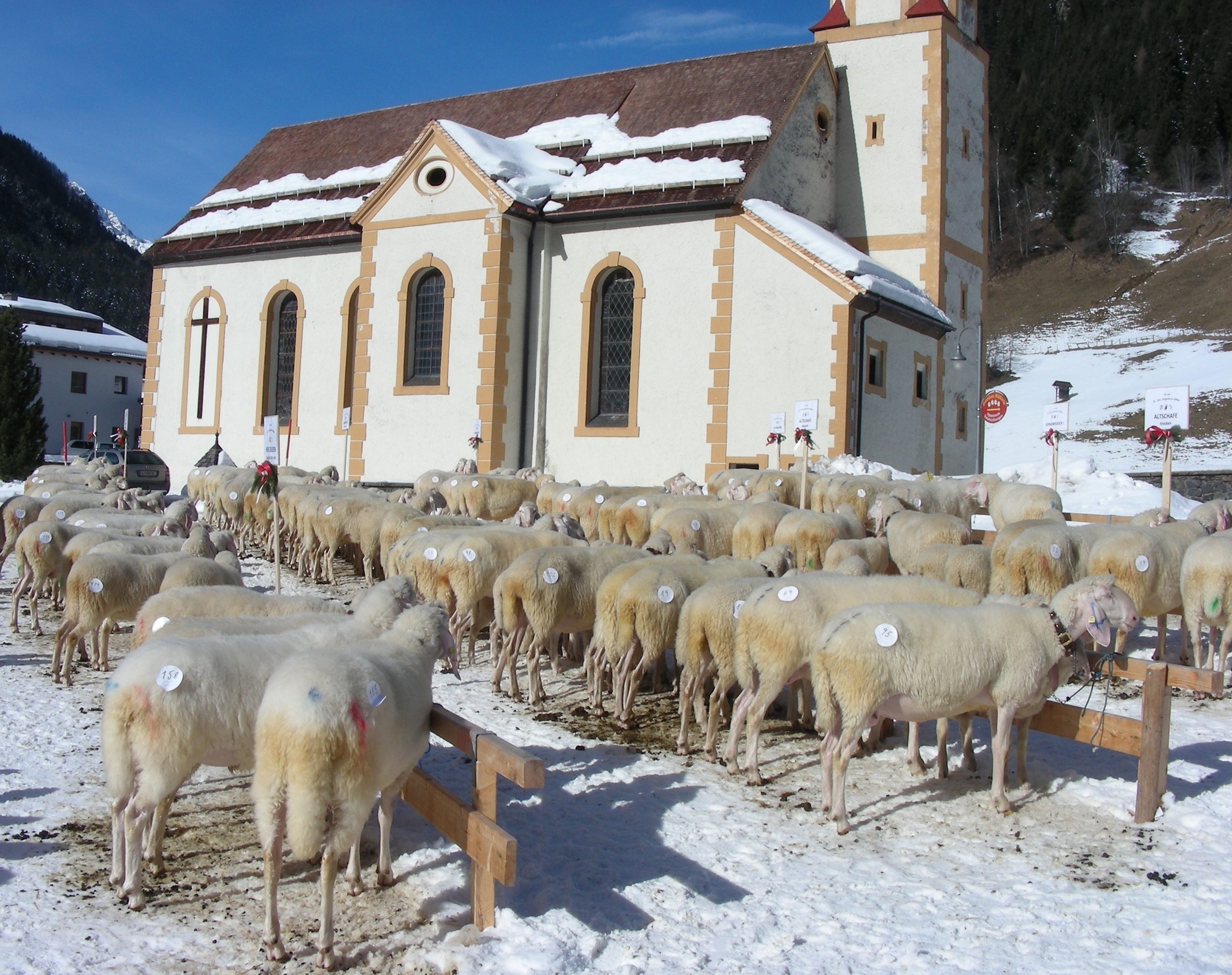 Gebietsausstellung der Schafzüchter in Sellrain - Westliches Mittelgebirge