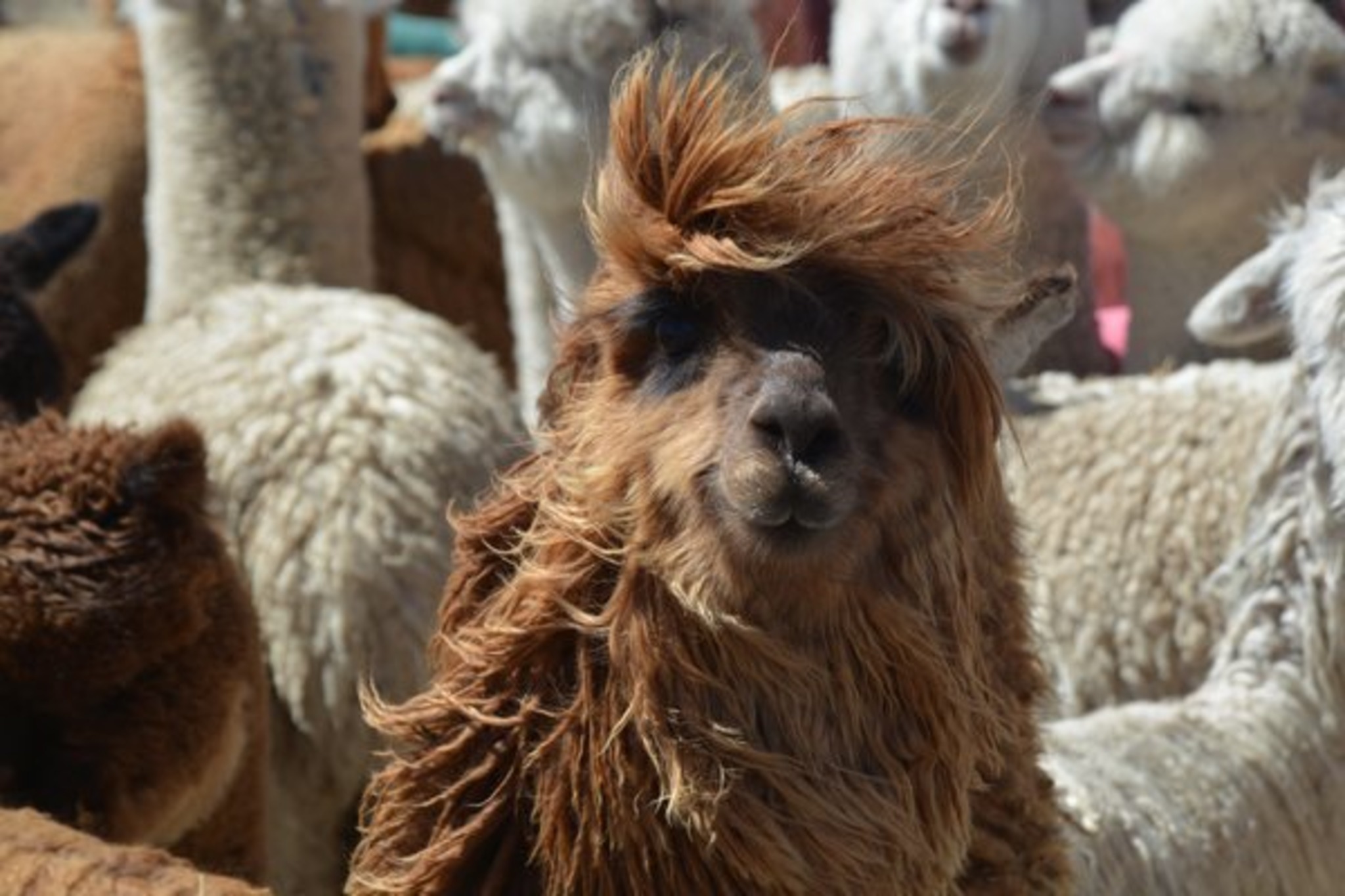 Die Heimat der Alpakas - Liezen