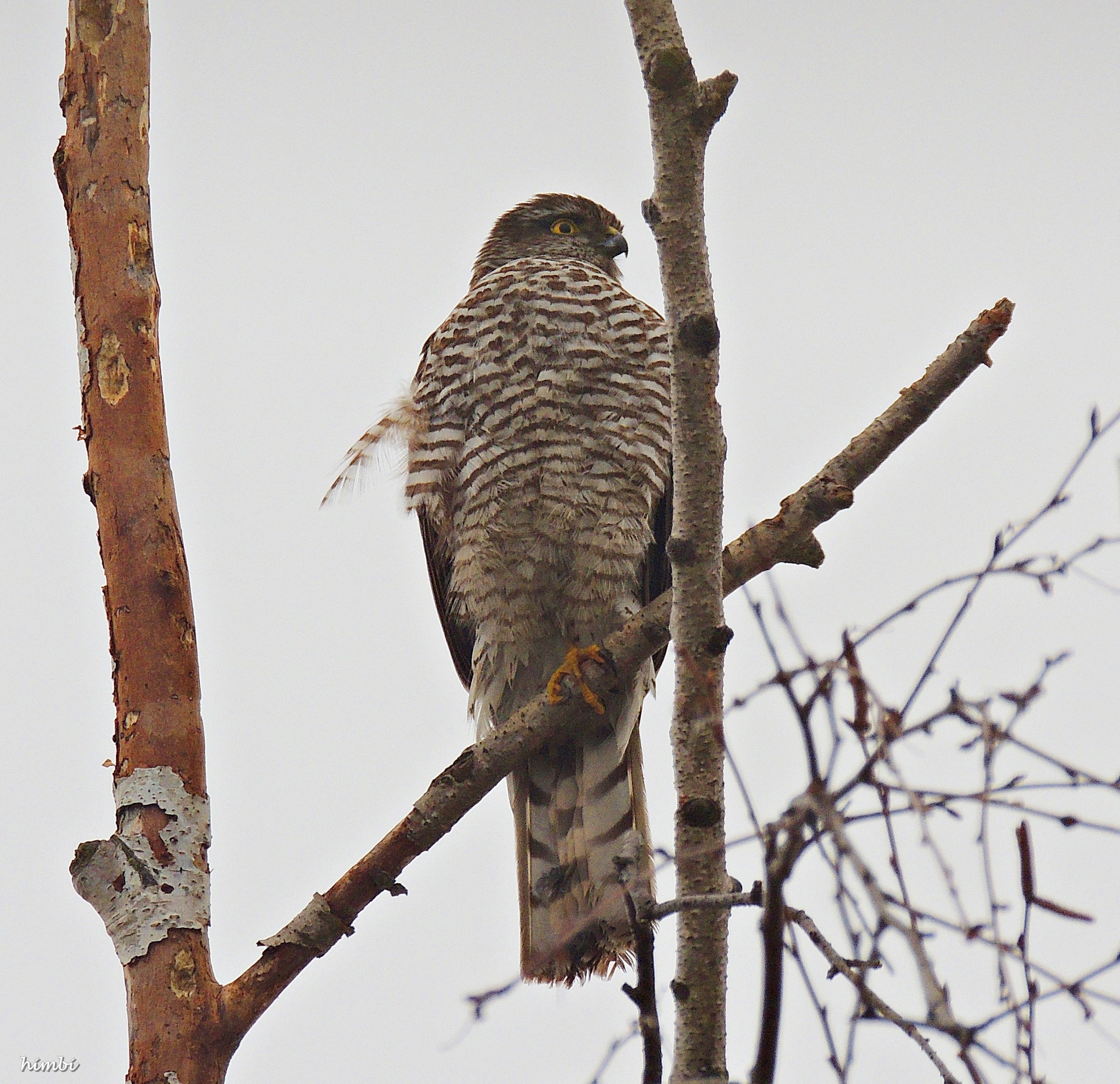 Ein junger Sperber - Schwechat