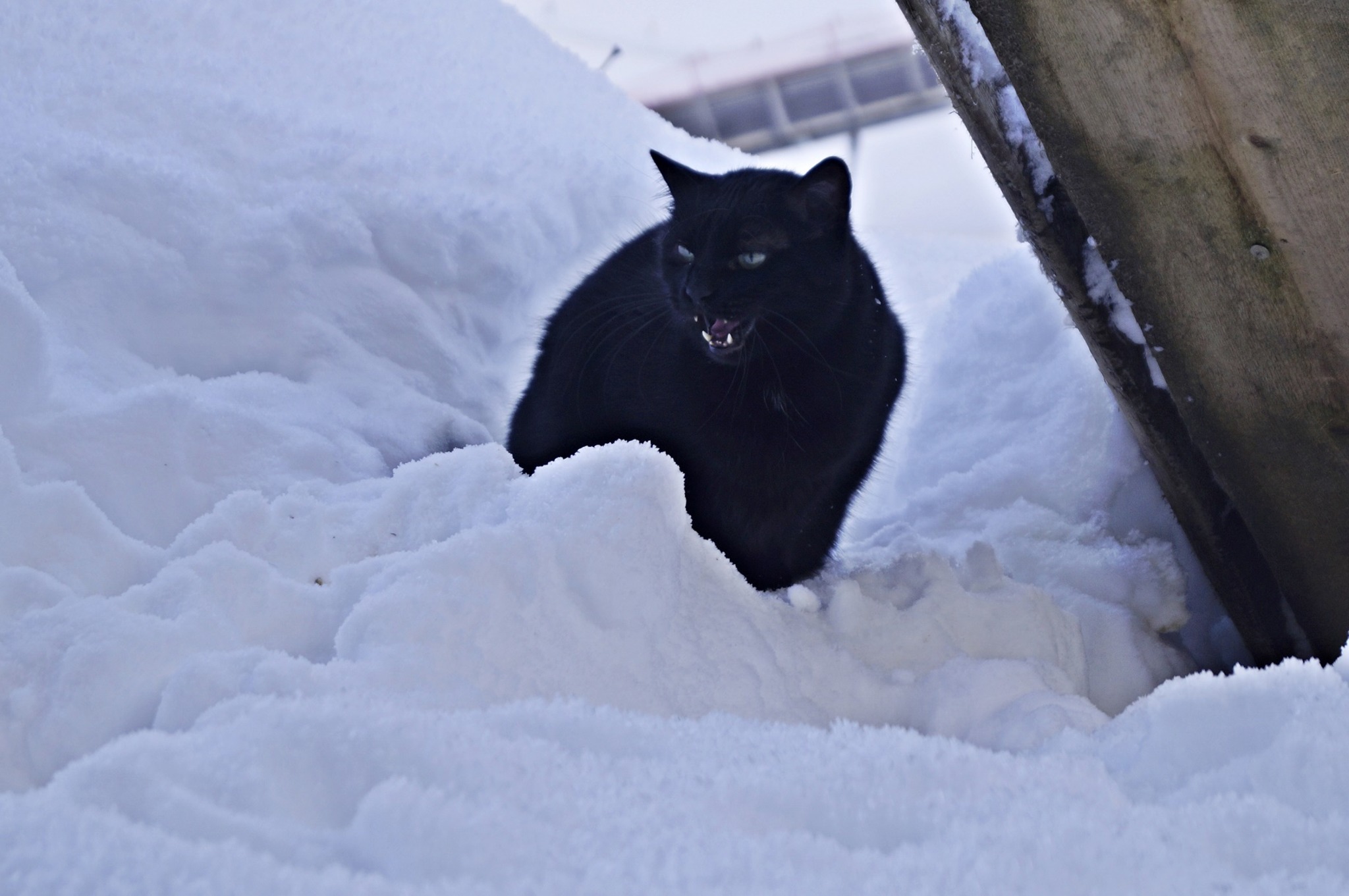 Ein Puma im Schnee - Tennengau