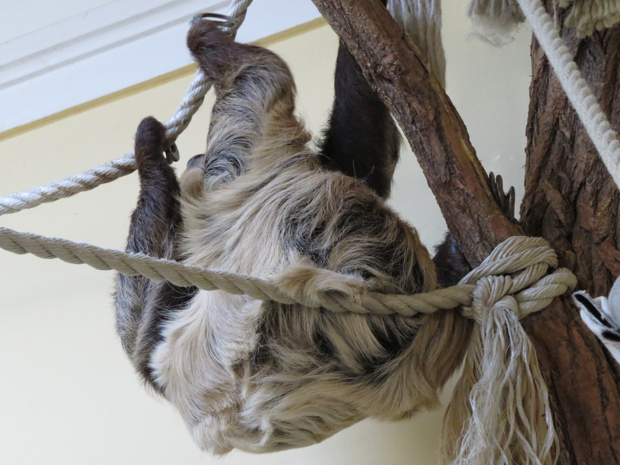 "Faultier - Action" - Hietzing