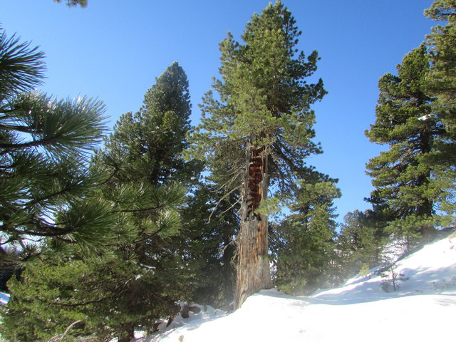 Zirbenbaum - Feldkirchen