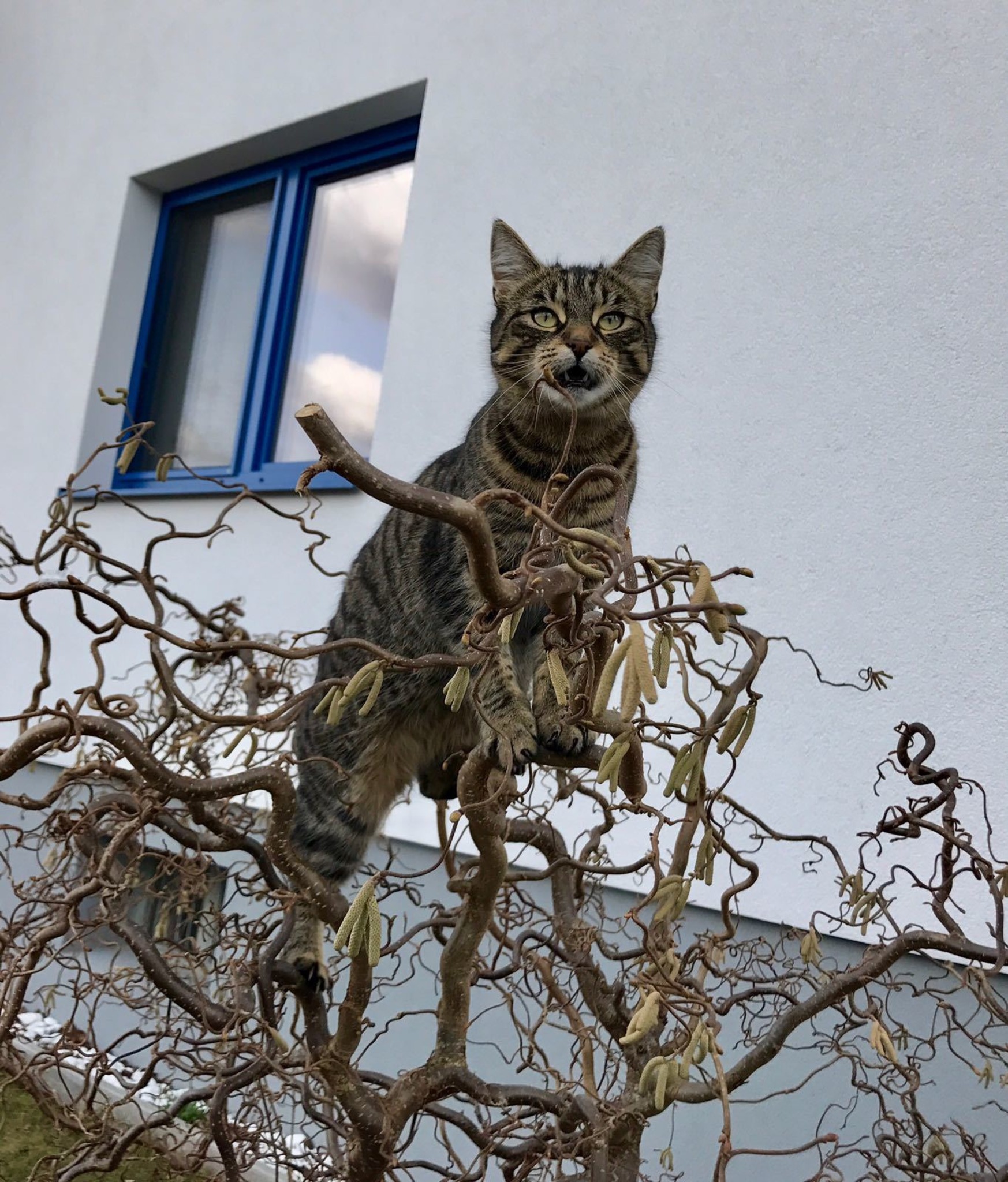 Das ist mein Revier ! - Krems