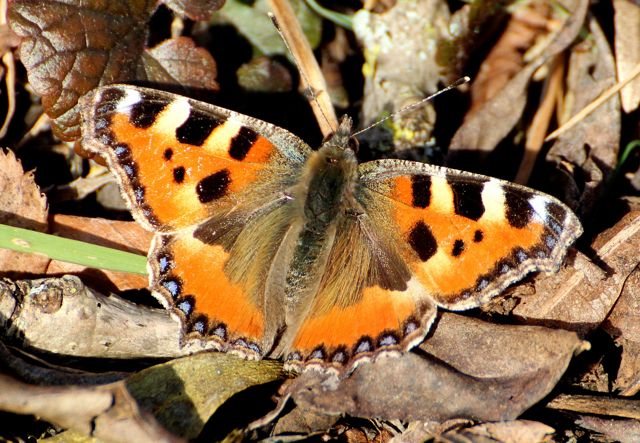 Der kleine Fuchs ist wieder unterwegs ! - Salzburg-Stadt