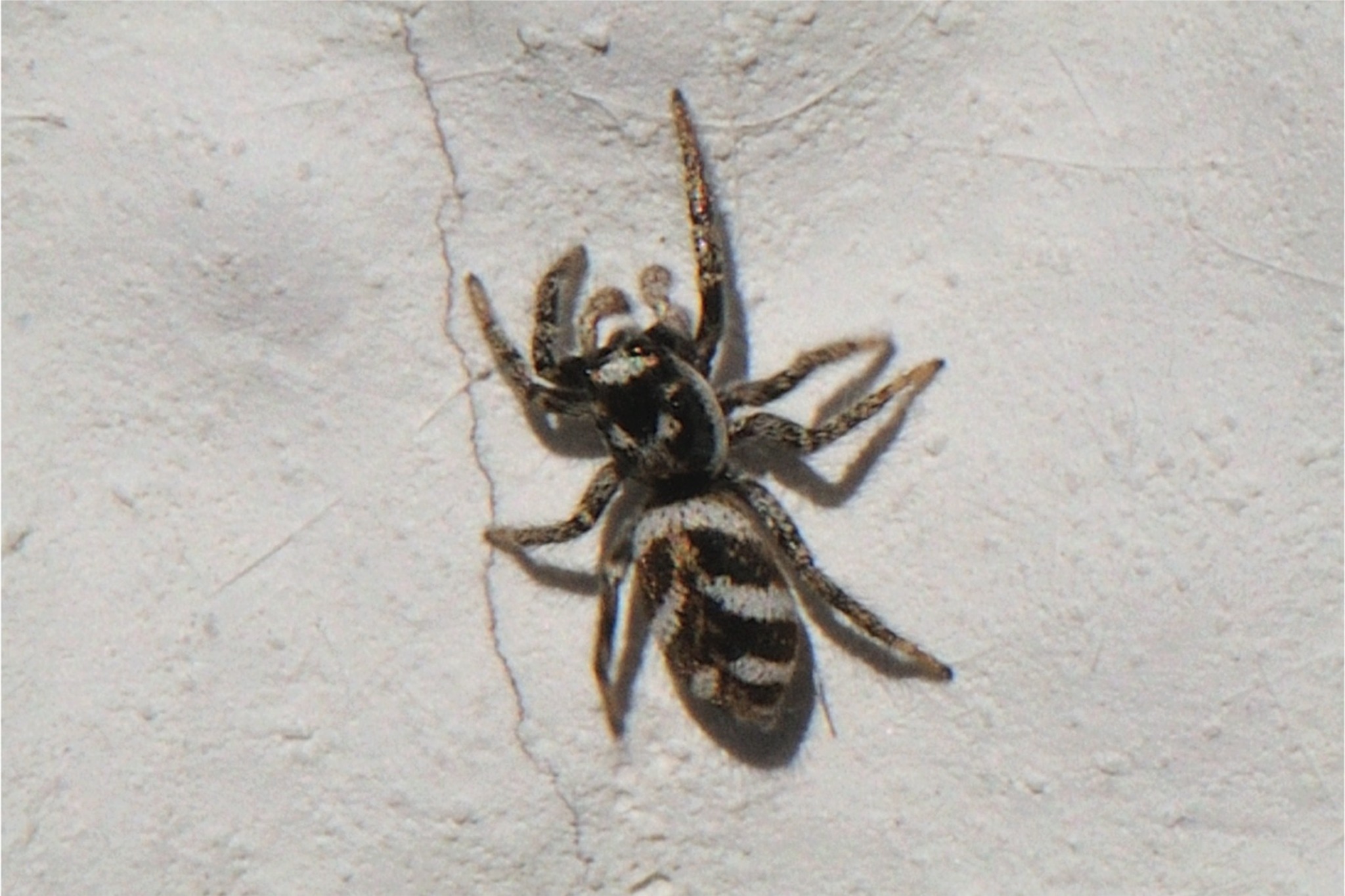 Zebra-Springspinne ( Salticus scenicus) - Pinzgau