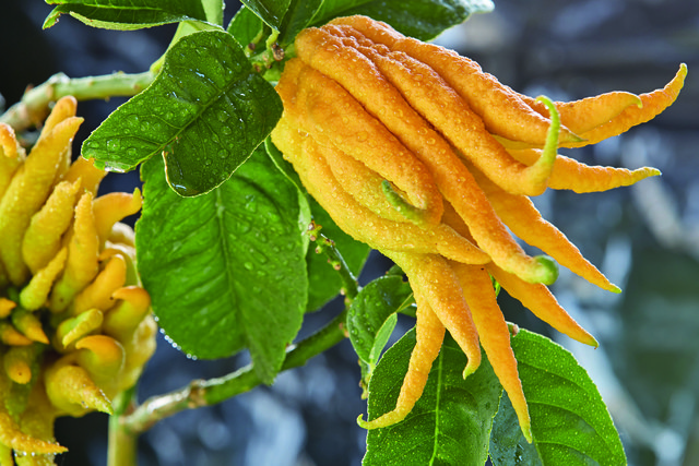 Zitruspflanzen - Mediterrane Kübelpflanzen - Villach Land