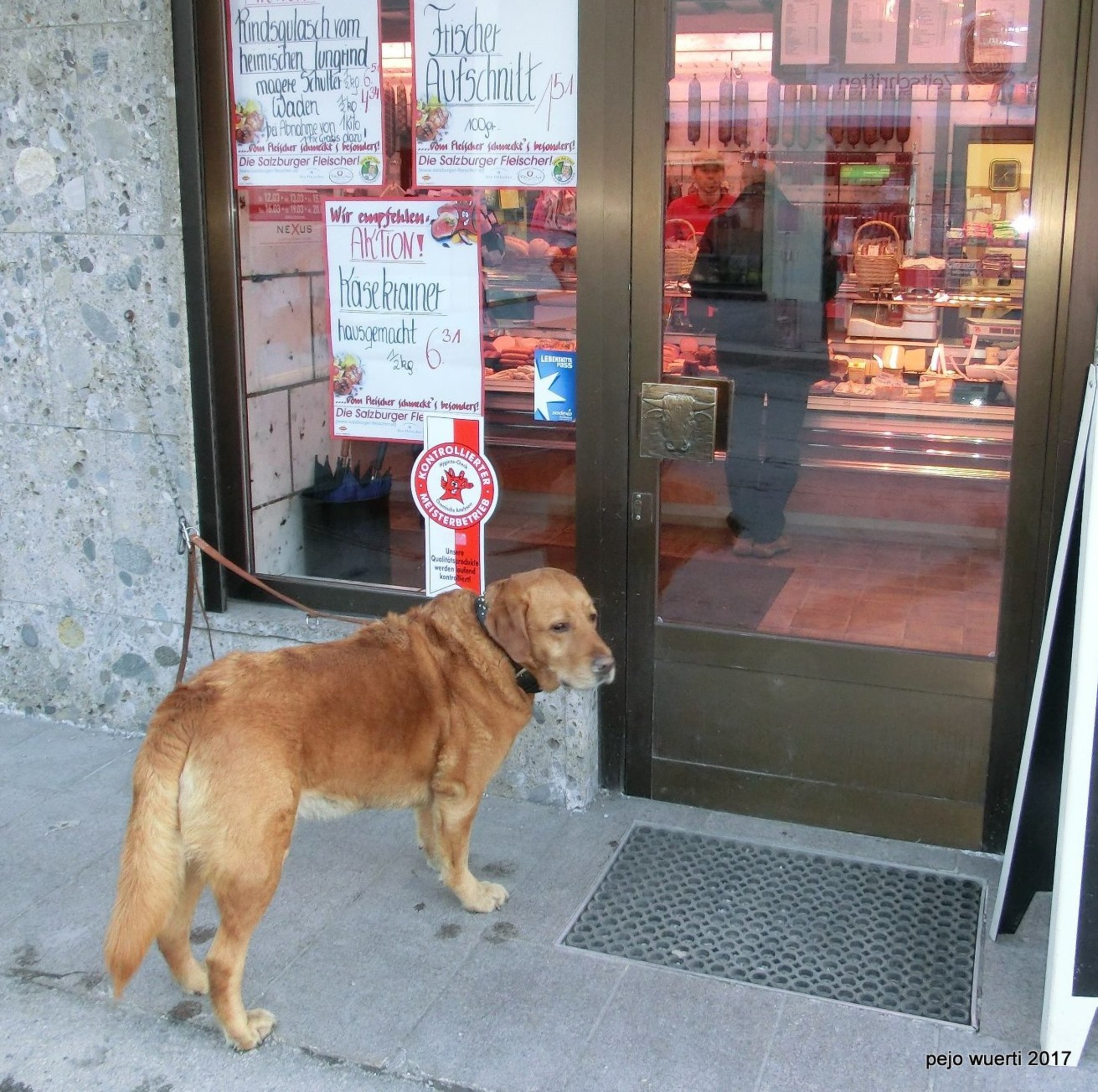 Hoffentlich bringt das Herrli ein Fressi mit... sabber...sabber - Pinzgau