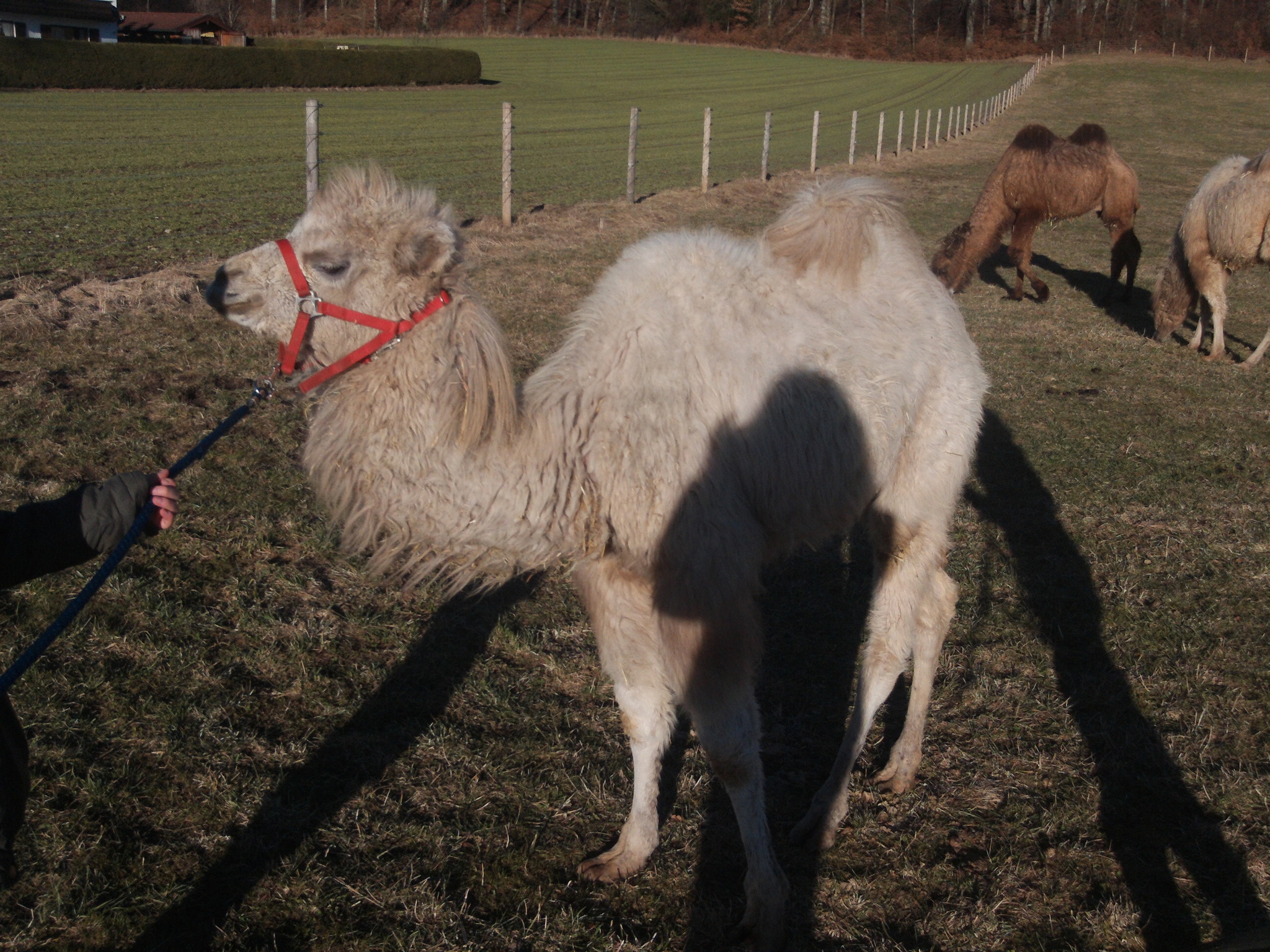Neu ab Anfang Mai: Kamele in der Lipizzanerheimat - Voitsberg