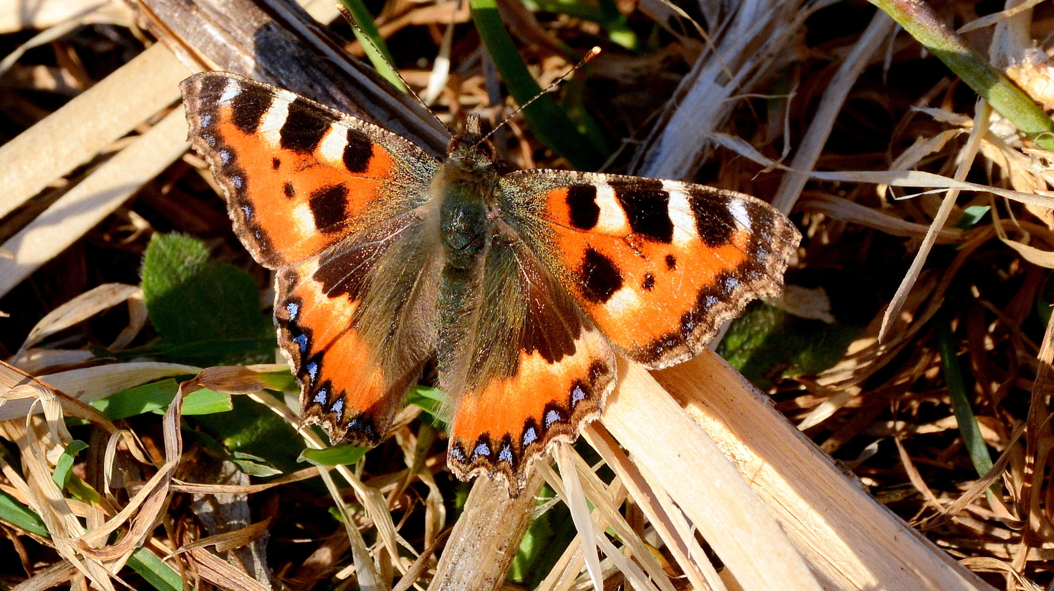 Der kleine Fuchs - Graz-Umgebung