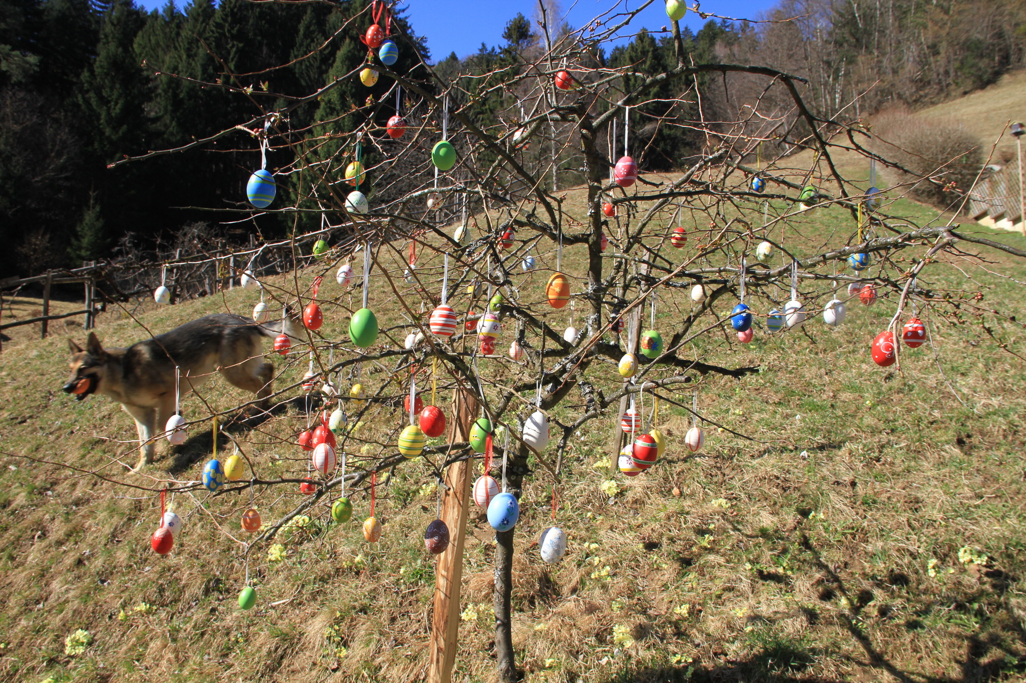 Ein lebendiger Osterstrauch... - Deutschlandsberg