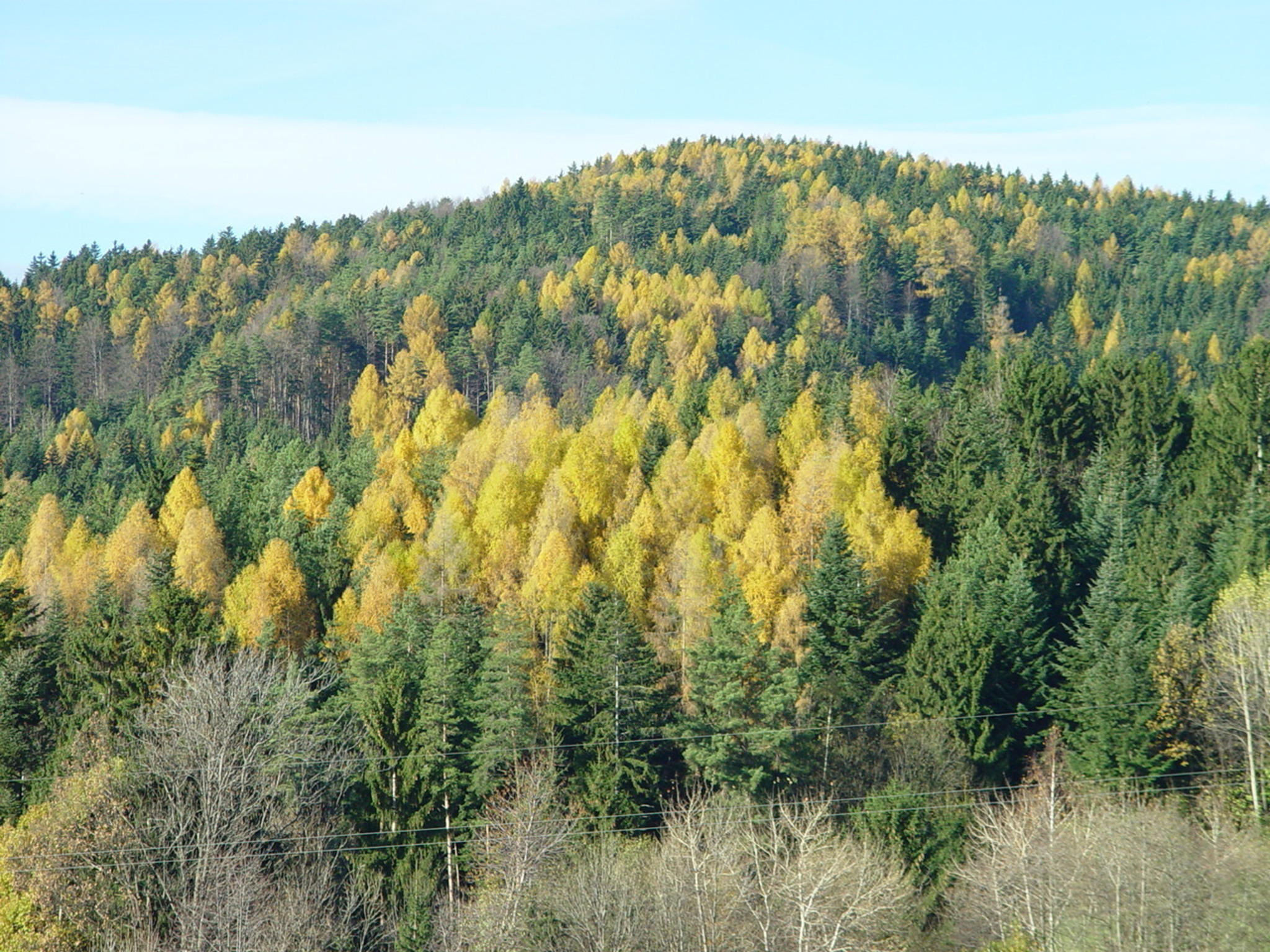 Baumarten im Bezirk - Weiz