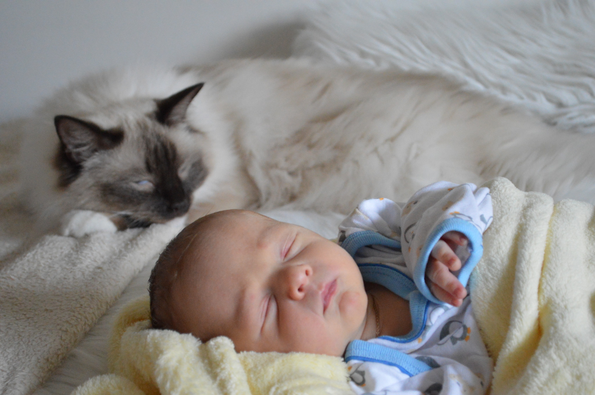 Katze passt auf Baby auf - Eisenstadt