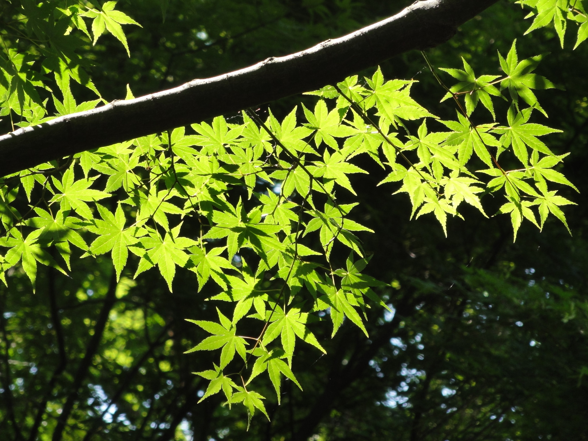 Den Durst stillen........ - Landeck