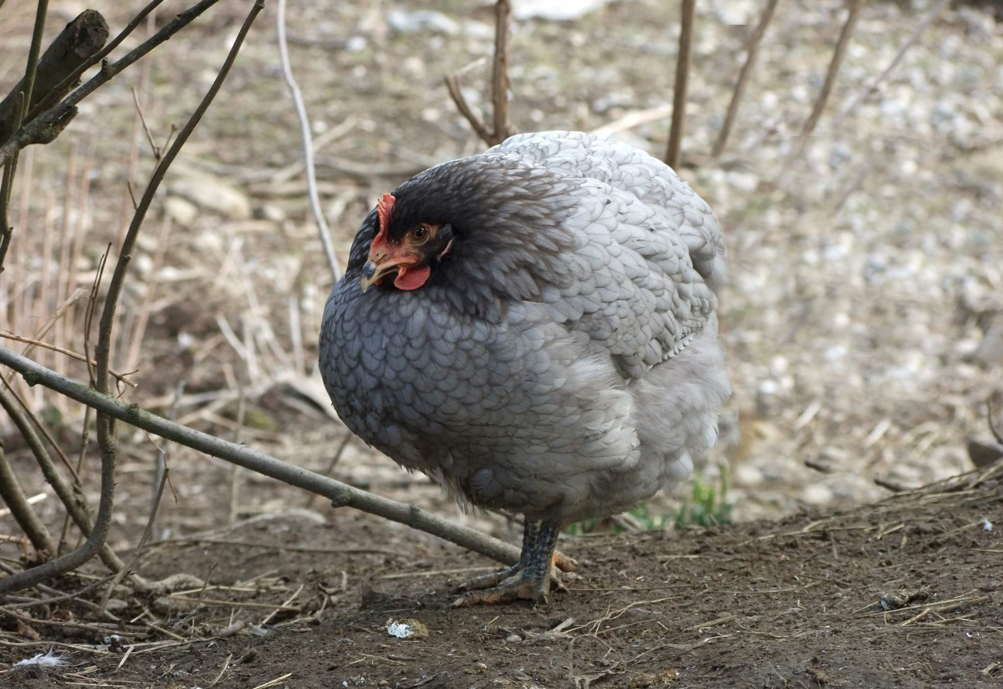Kugelrundes Huhn - Linz