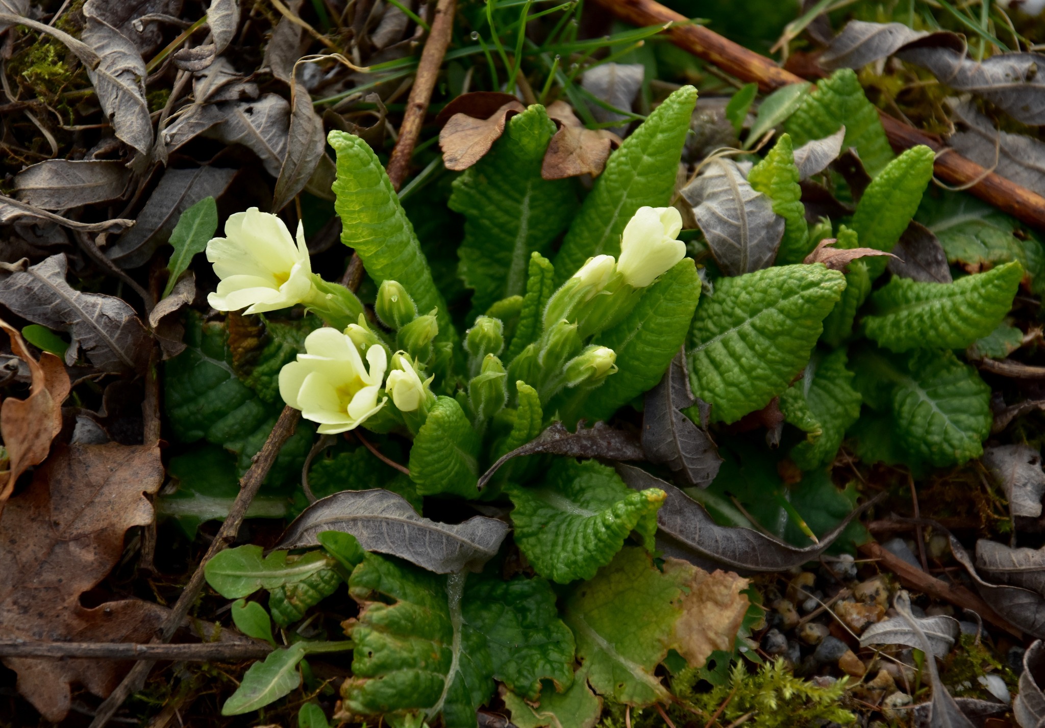 die Primel hat sich durch das Laub gekämpft und leuchtet jetzt in ...
