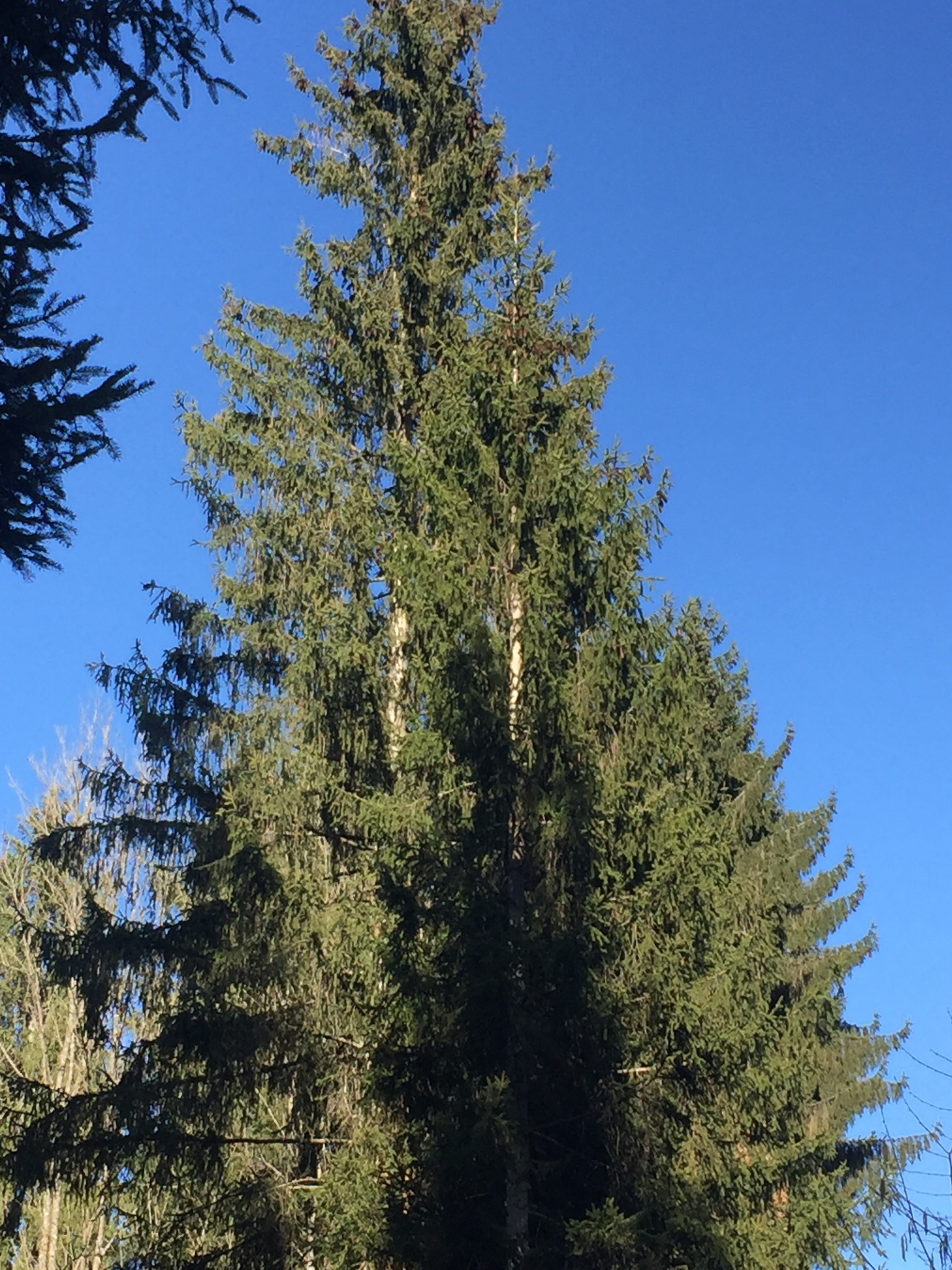 Fichte ist Baum des Jahres - Feldkirchen