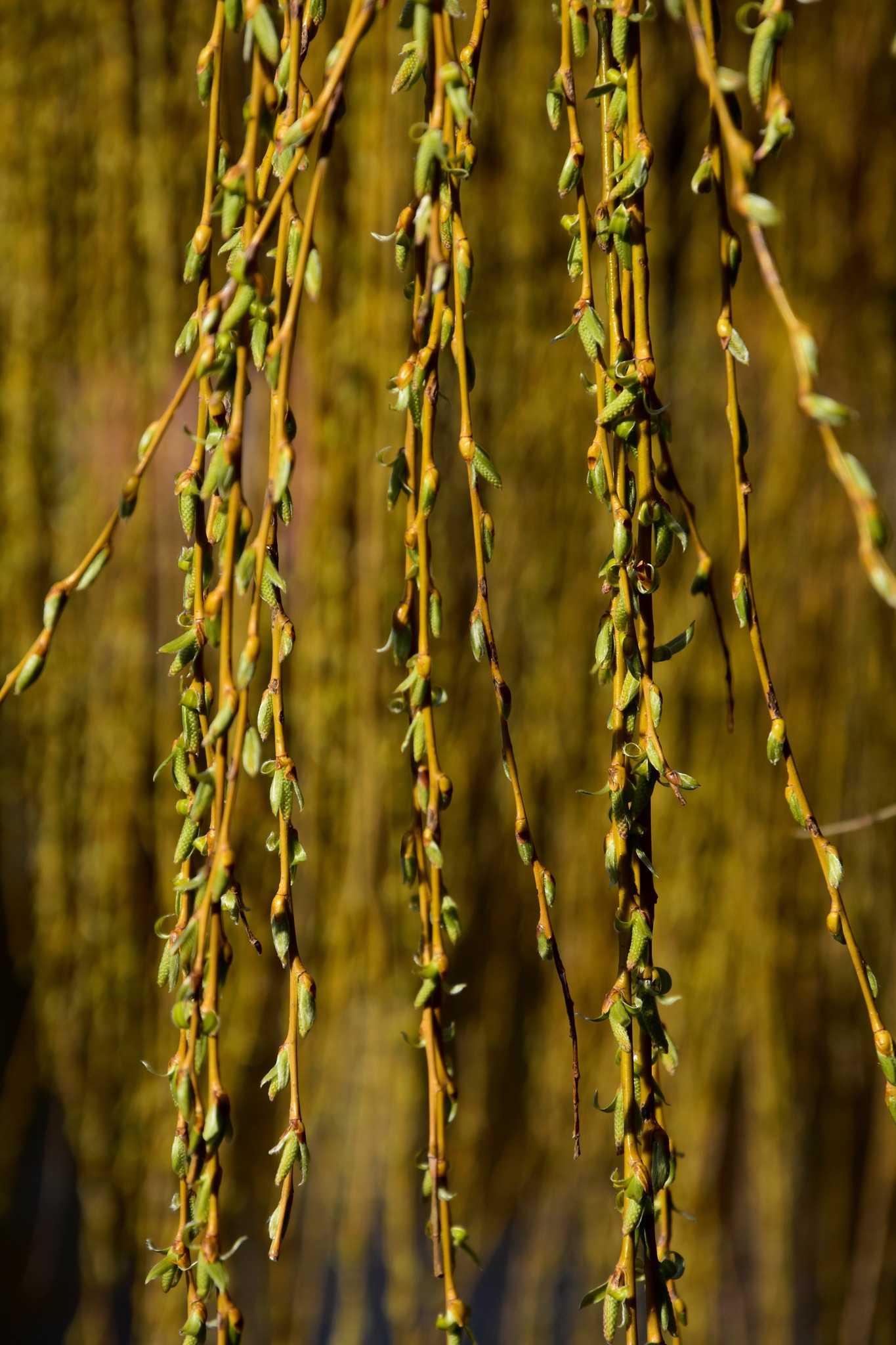 die Trauerweide bringt Grund zur Freude - Horn