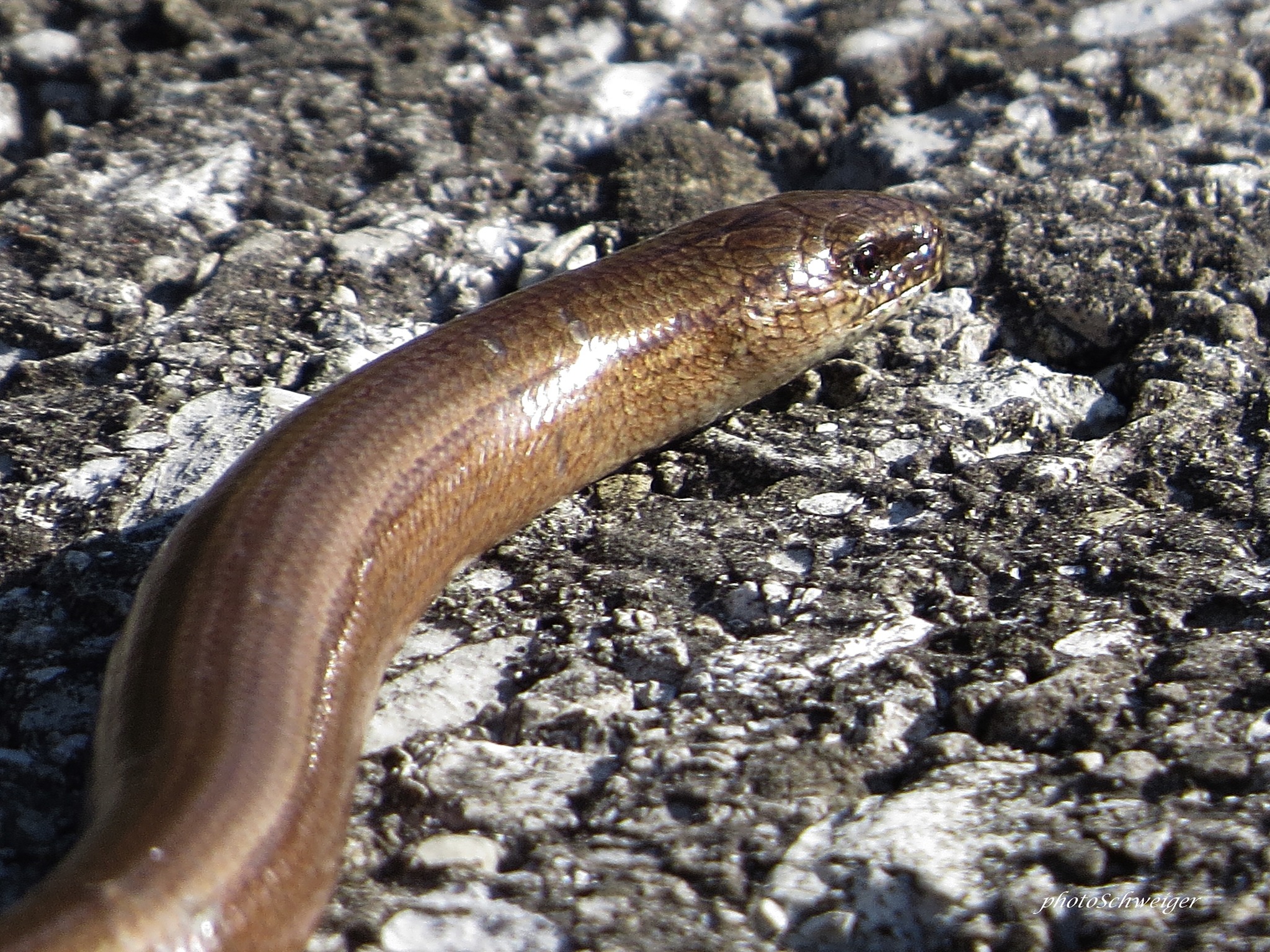 Eine blinde Schleiche...... - Amstetten