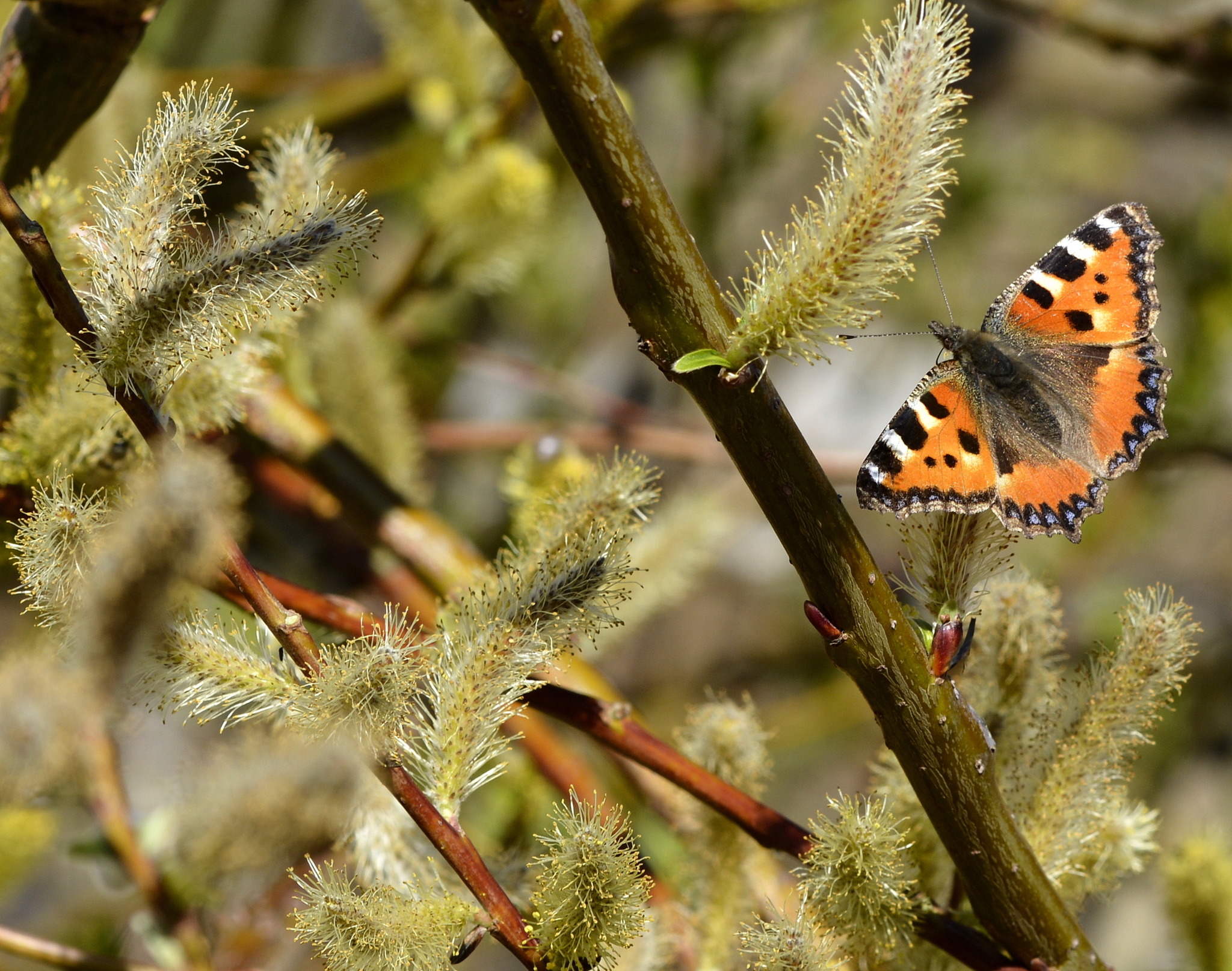 Ein reich gedeckter Tisch für den kleinen Fuchs... - Graz-Umgebung