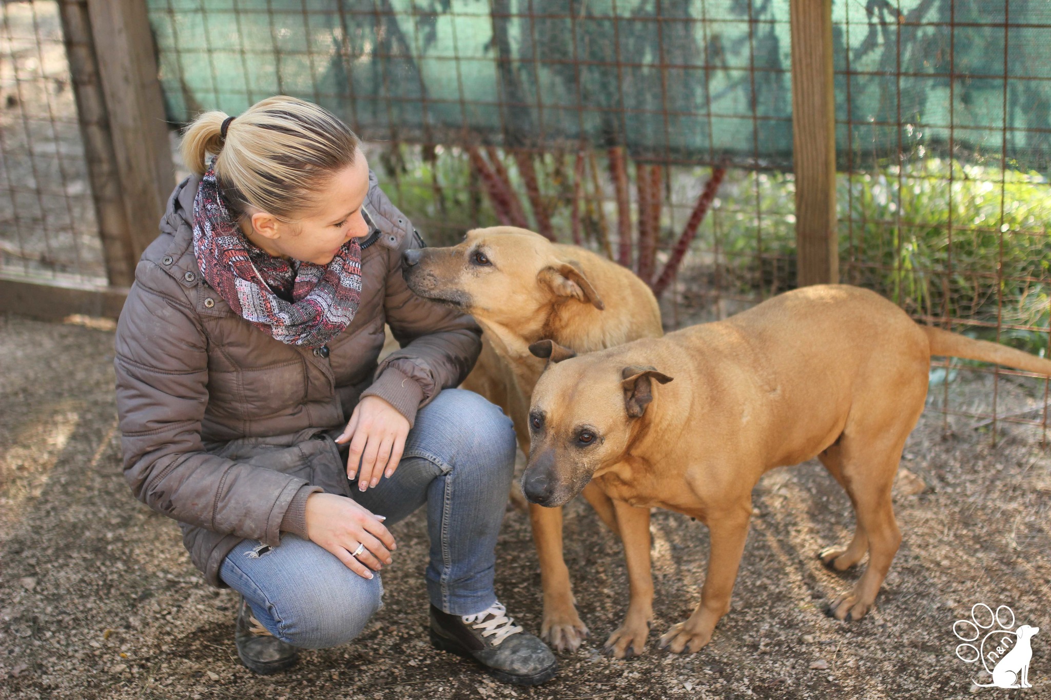 Tierrecht braucht mehr Wertigkeit - Graz-Umgebung