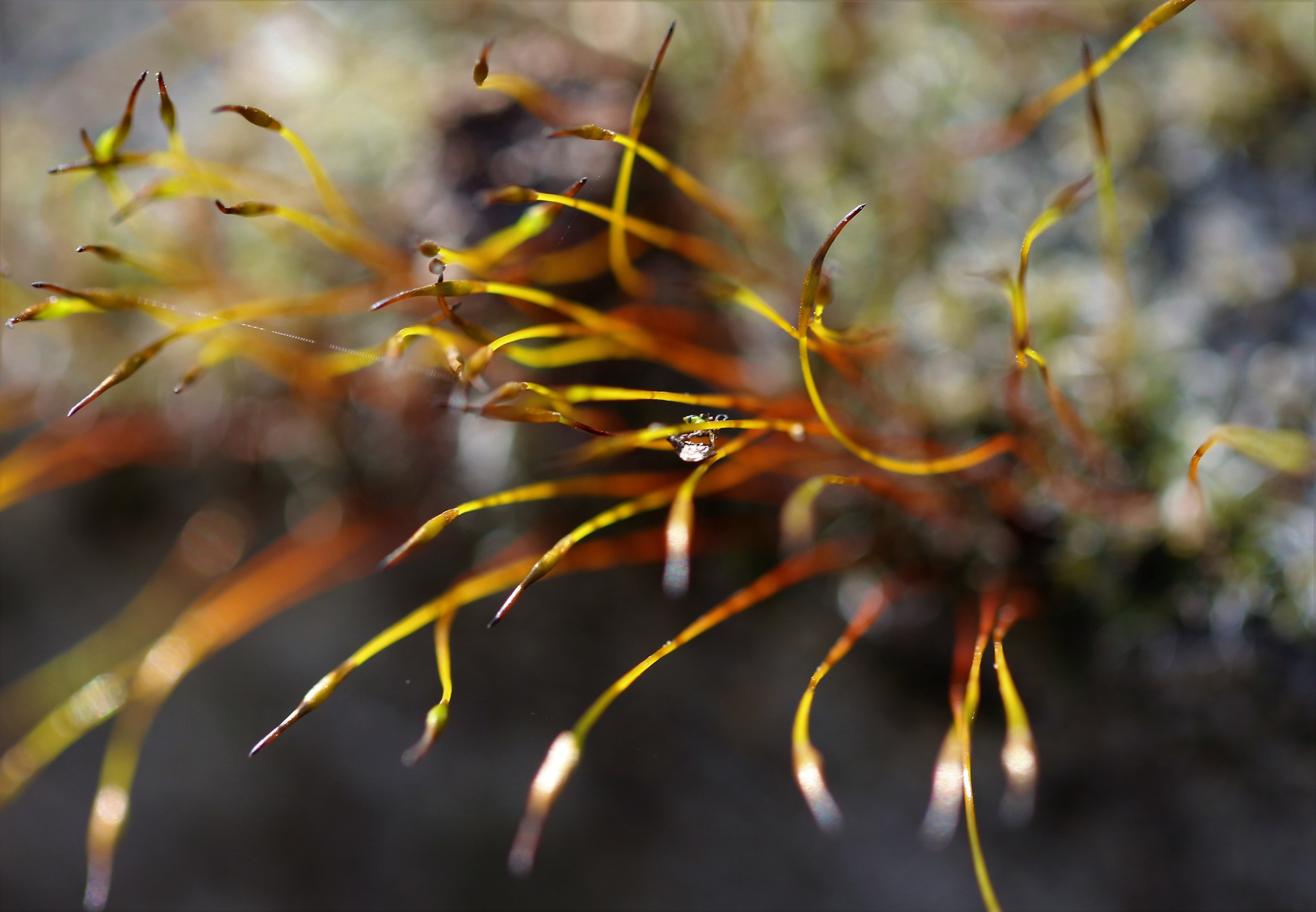 Moos gestielten Sporenkapseln - Enns