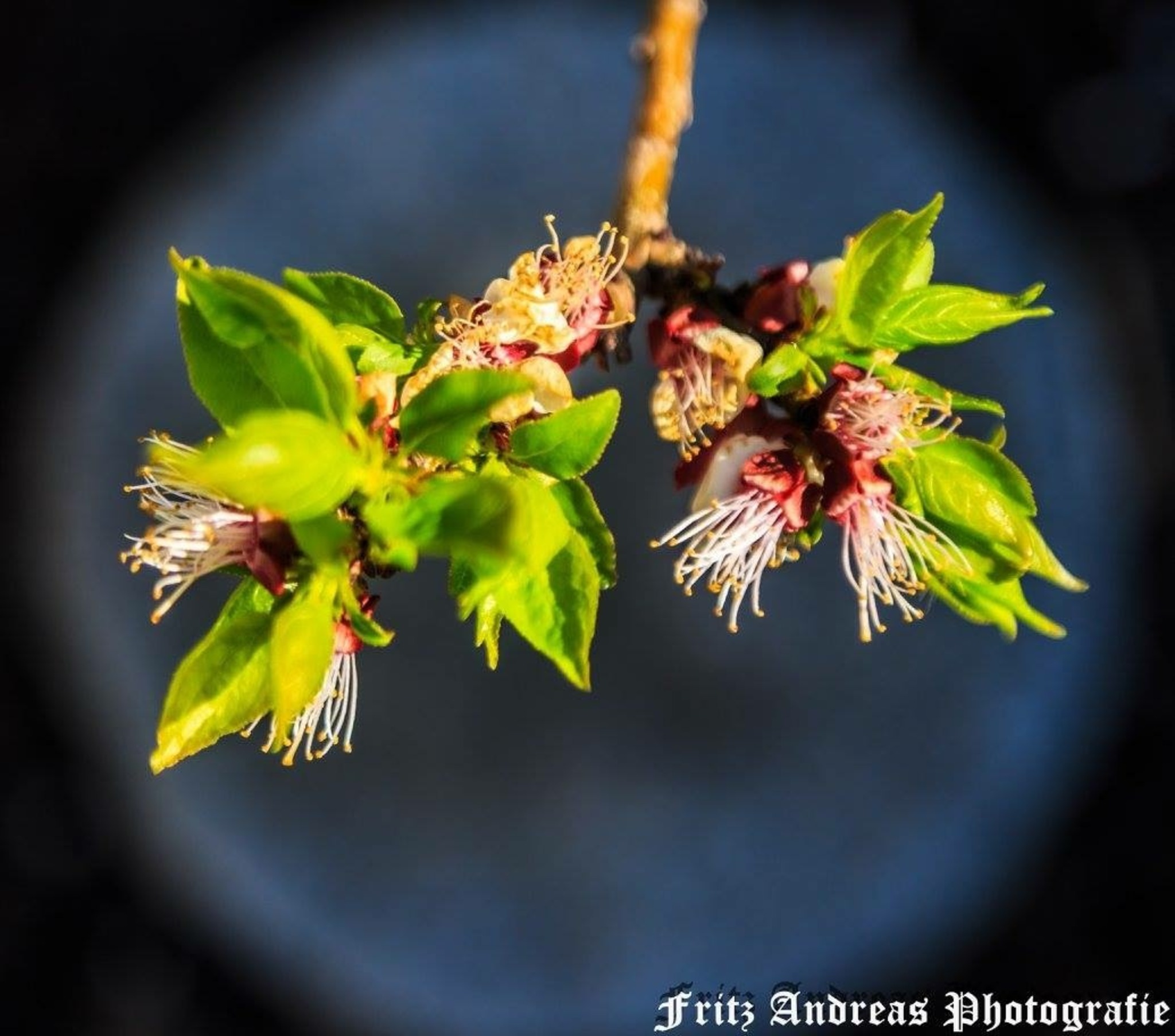 Marillenbaum - Eisenstadt
