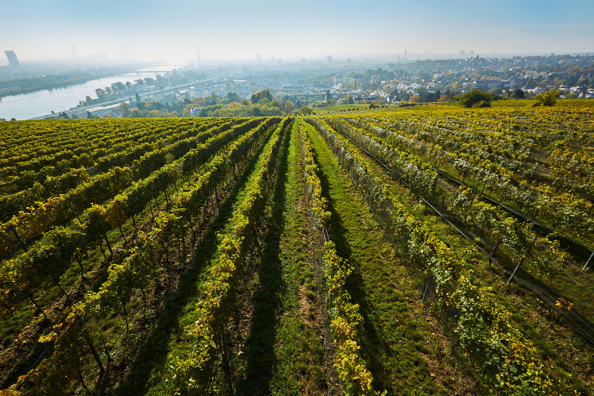 Winzer wollen exklusive Herkunftsbezeichnungen für Wiener Wein - Josefstadt