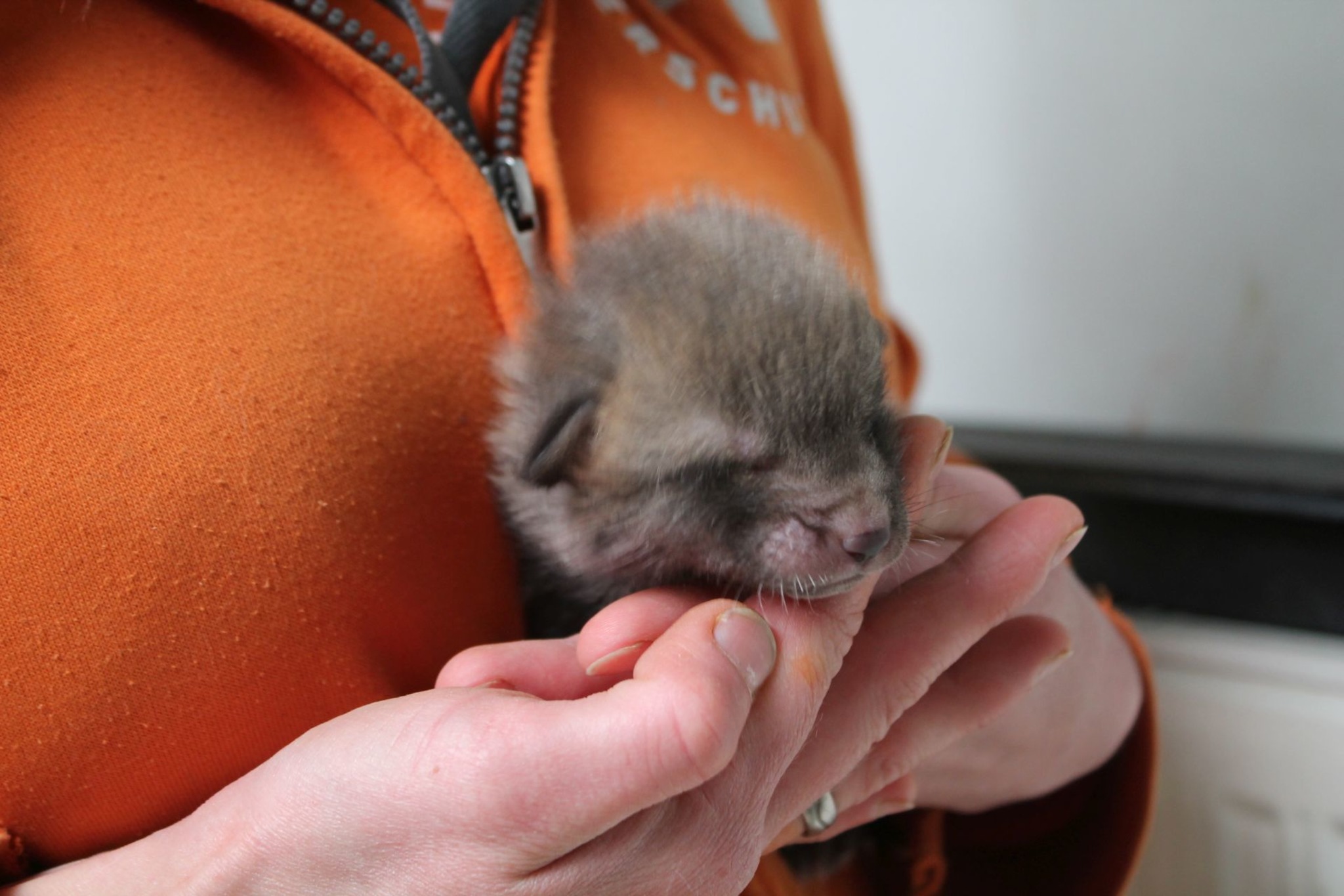 Babyfuchs von Wiener Tierschutzverein gerettet - Liesing
