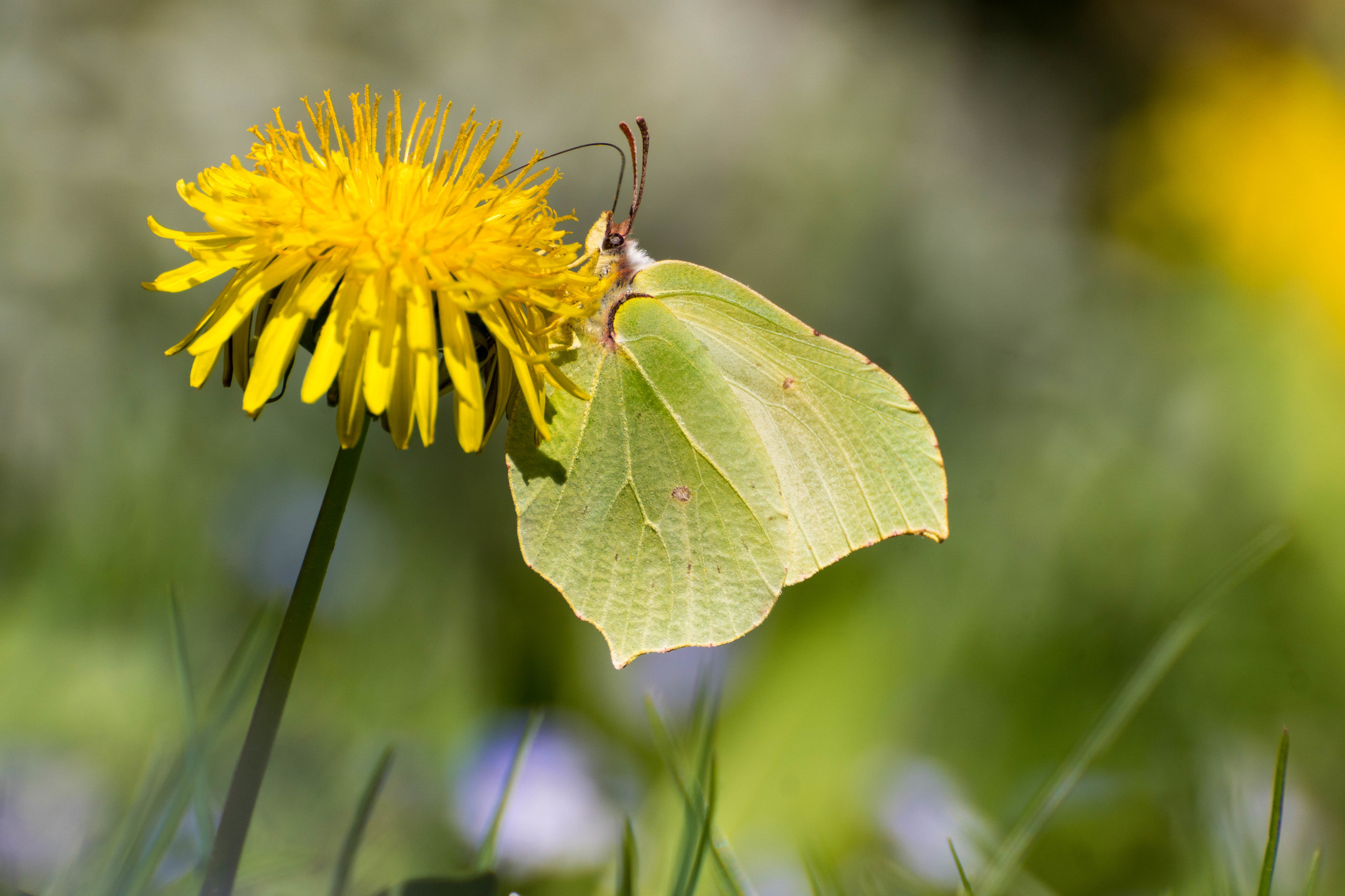 Gerade als die Raupe dachte, ihr Leben sei vorbei, wurde sie zum ...