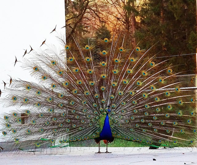 PFAU schlägt sein Rad ... - Kufstein