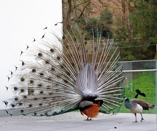 PFAU schlägt sein Rad ... - Kufstein