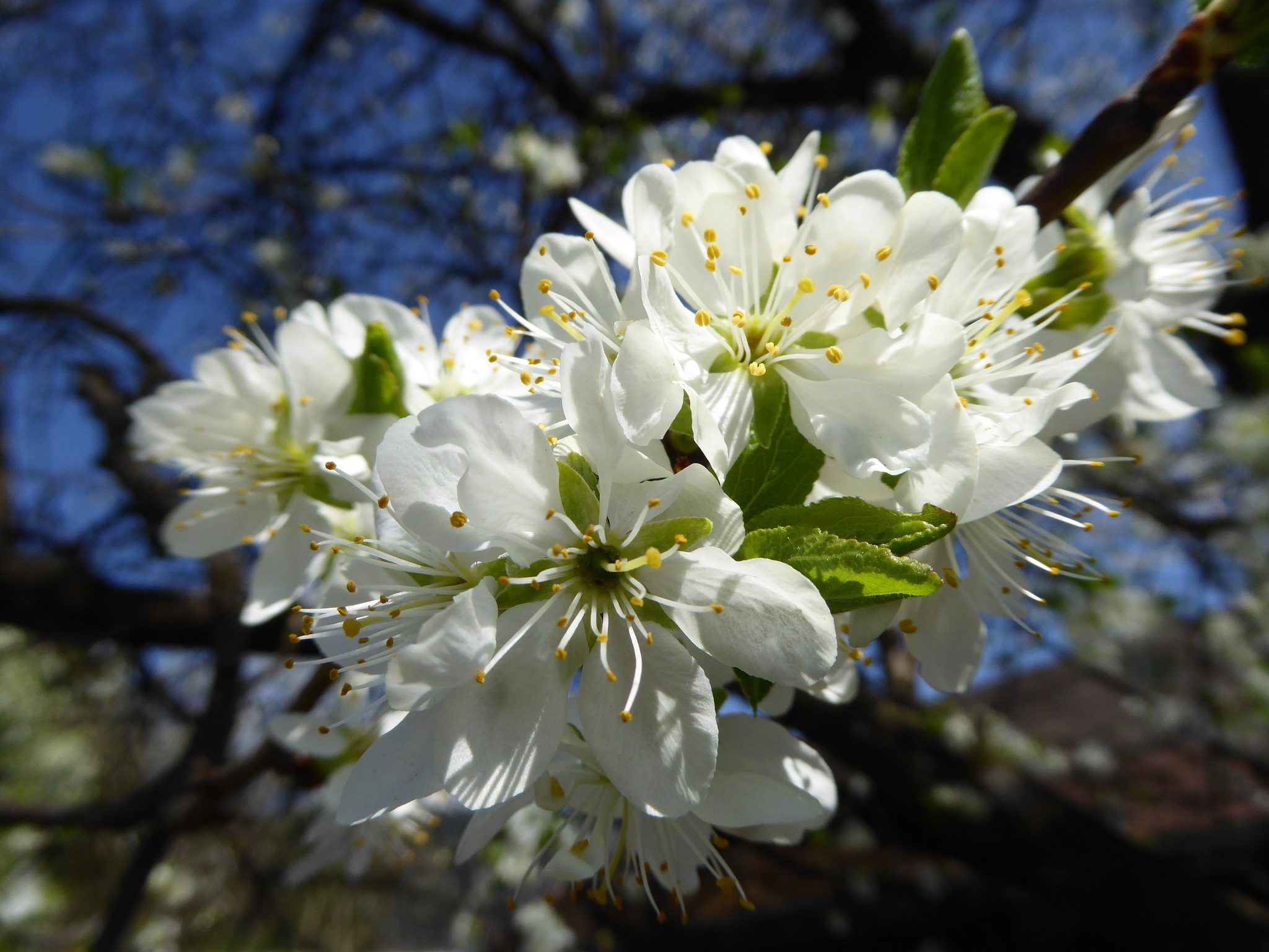 Blüten der Zwetschke - Spittal
