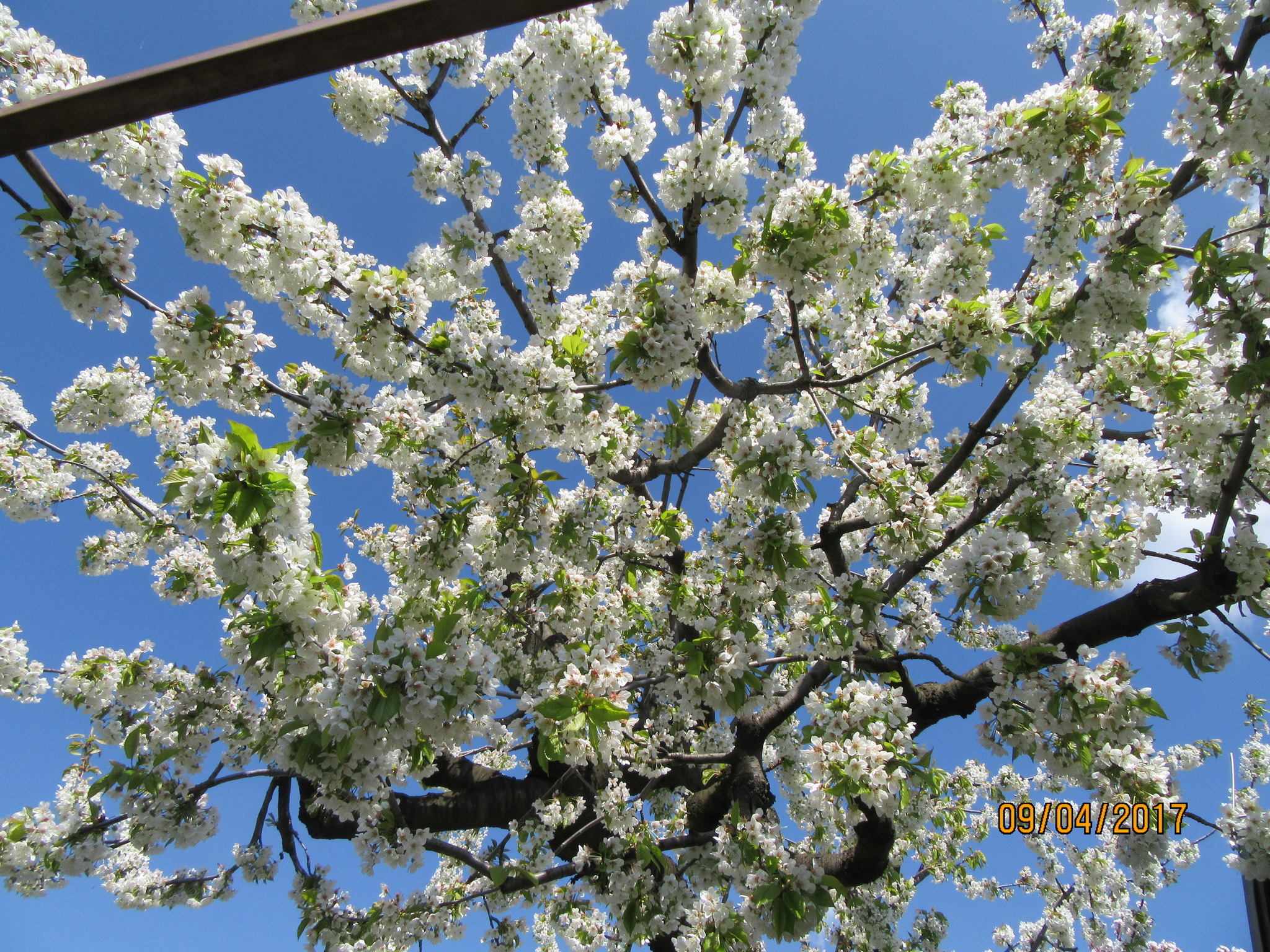 Kirschenbaum - - Favoriten