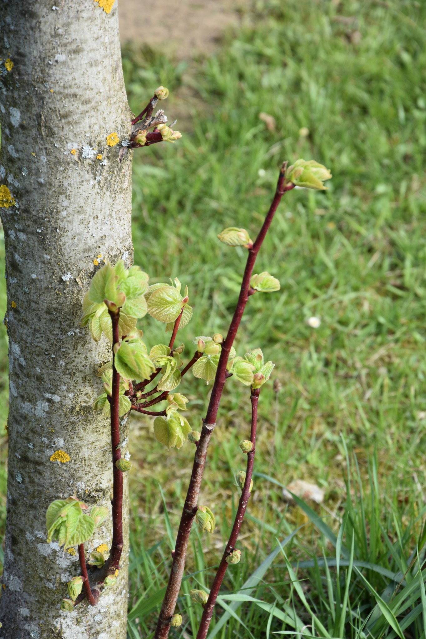 frische Triebe kommen aus dem Baum - Horn