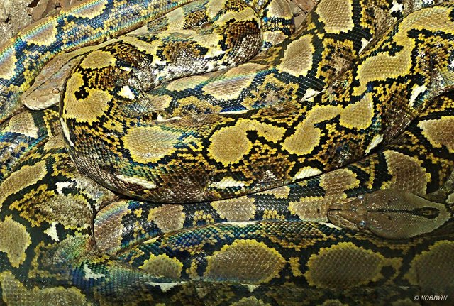 Netzpython - Thema auf meinbezirk.at