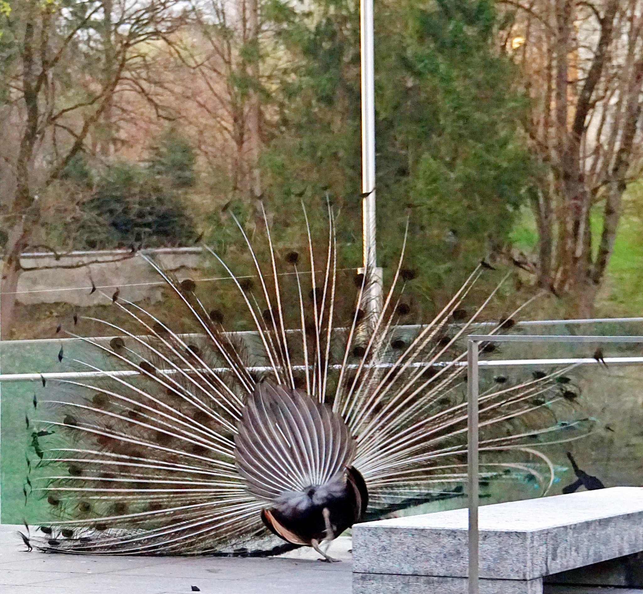 UPS - ist "Hr.Pfau" gestolpert ... - Kufstein