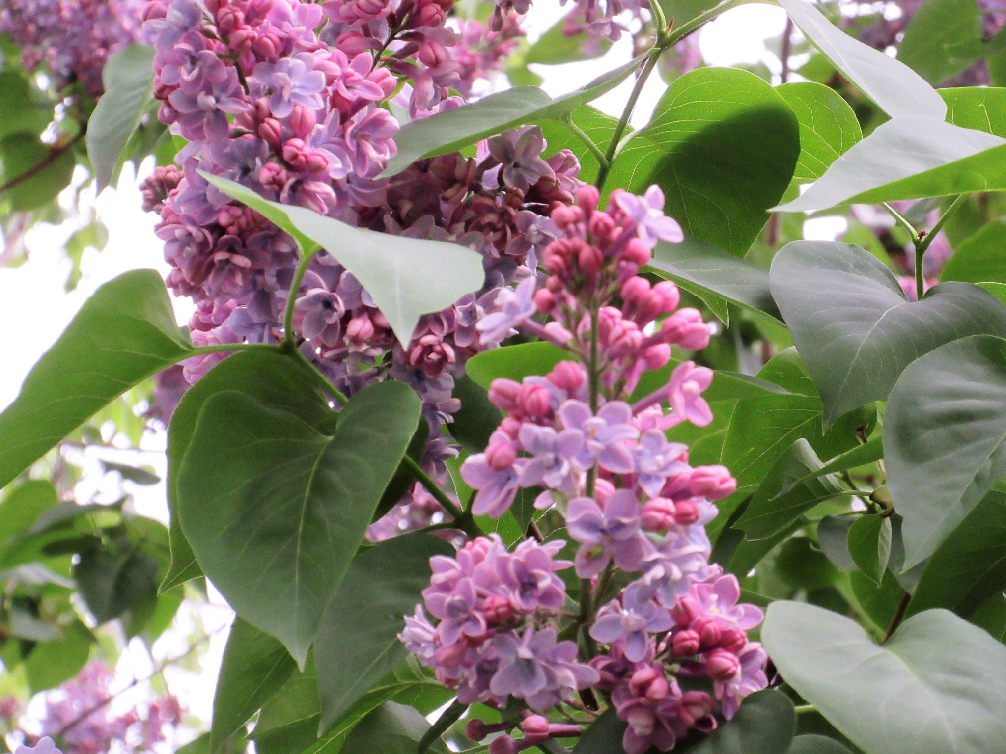 "LILA", man müsste ihn riechen können ........ - Eisenstadt