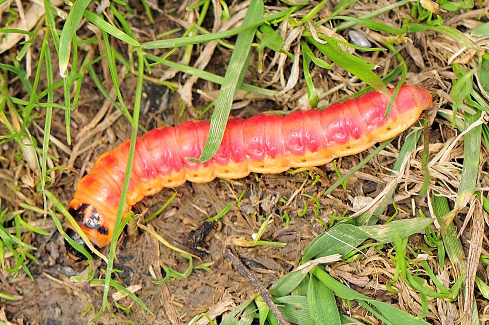 die Raupe des Weidenbohrers - Cossus cossus - Pinzgau