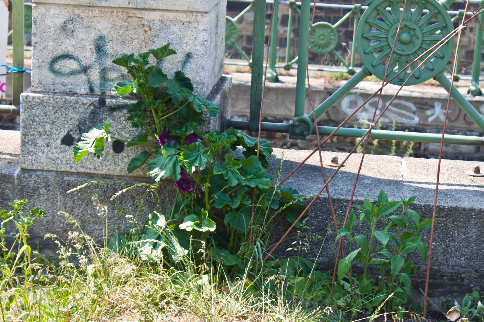 Das Kriegsbeil mit dem Unkraut begraben