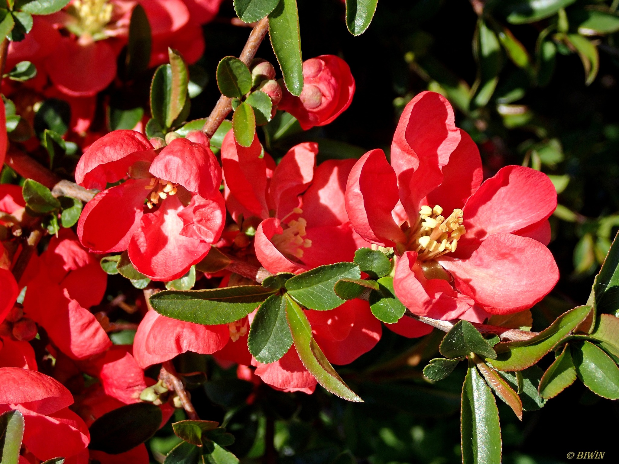 Japanische Zierquitte - Krems