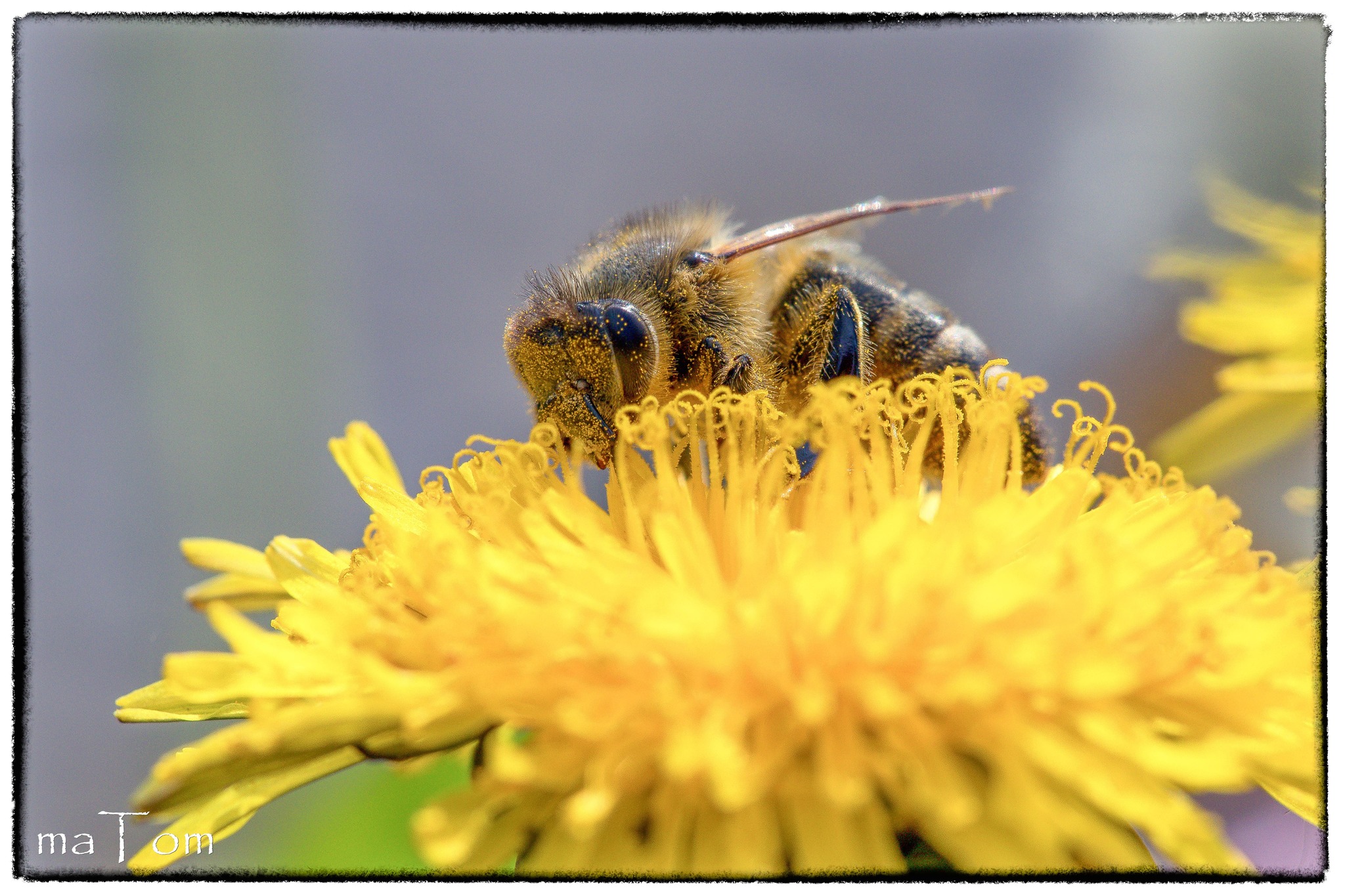 Fleissiges Bienchen - Leibnitz