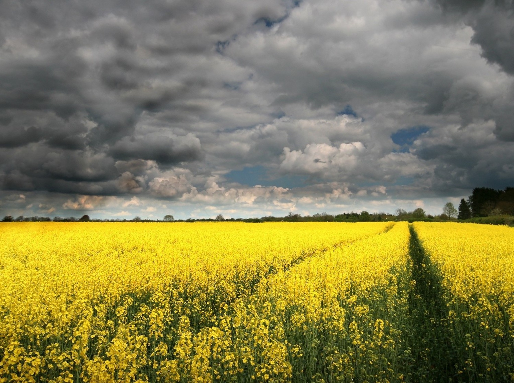 RAPSFELDER IM WEINVIERTEL - Gänserndorf