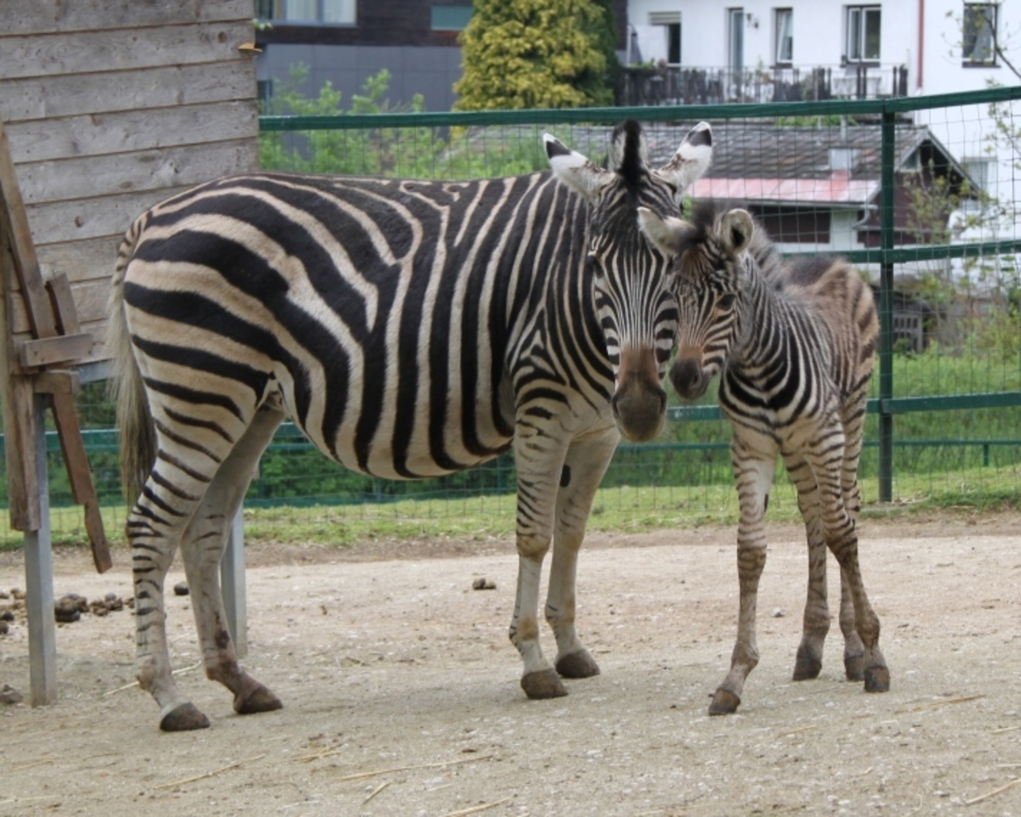 Erstes Zebrafohlen im Linzer Zoo - Linz
